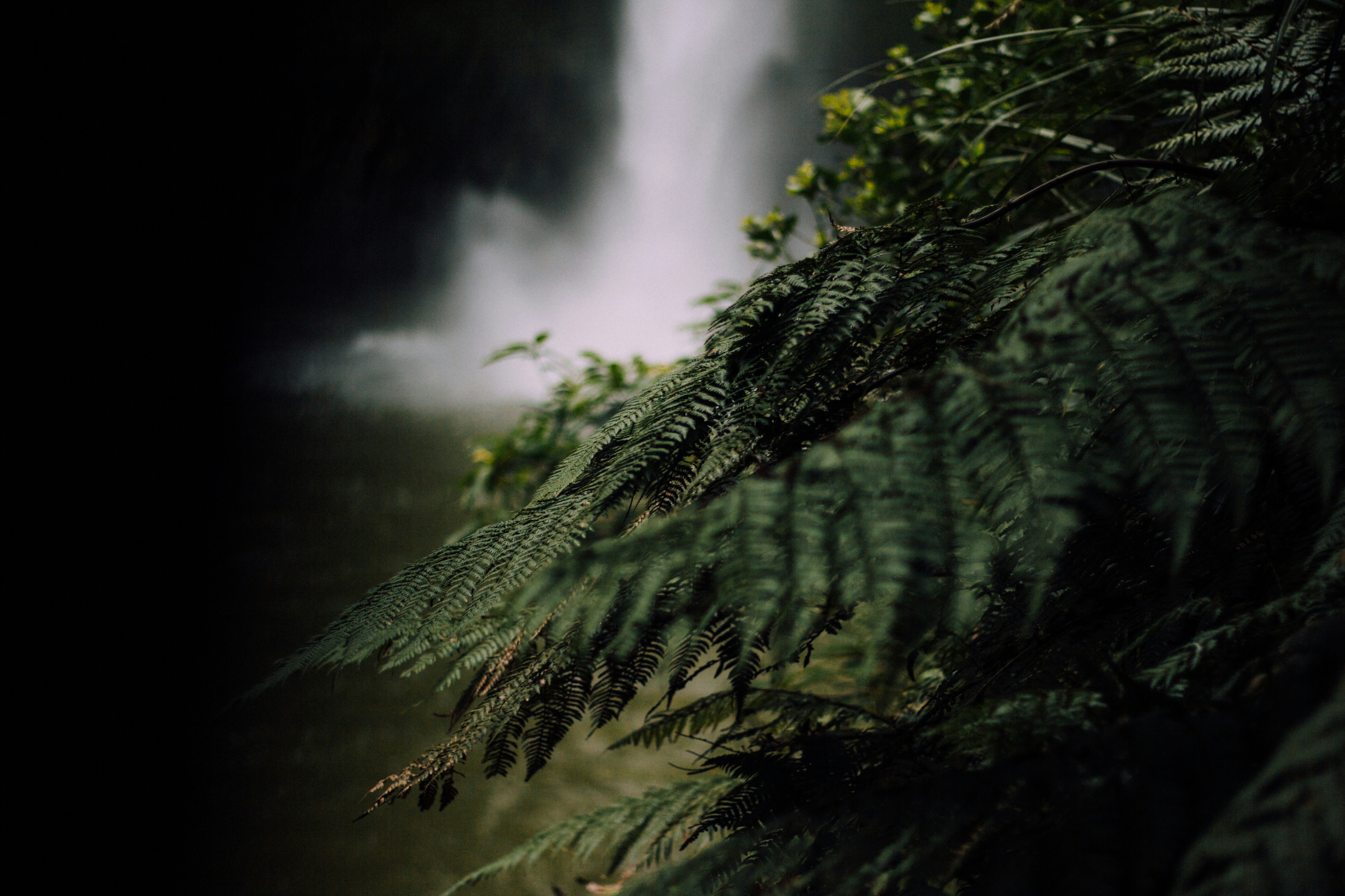 Lush ferns frame a cascading waterfall, creating a serene atmosphere in a forested setting.