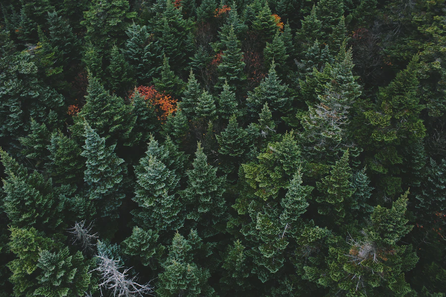 Evergreen treetops from above | aerial view of green leafed trees