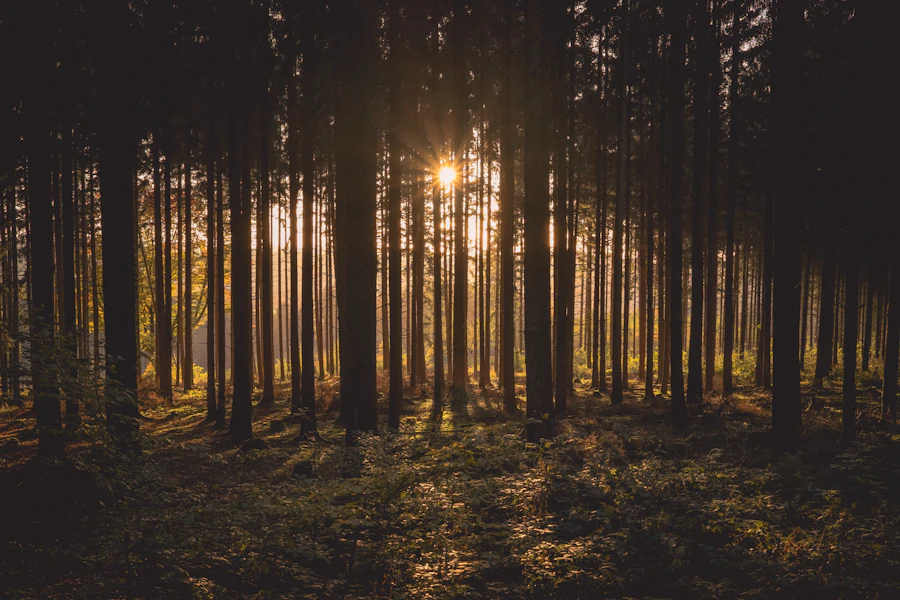 Tall pine trunks stand in a dark forest as warm sunlight streams through the trees, lighting the ground with a golden glow.