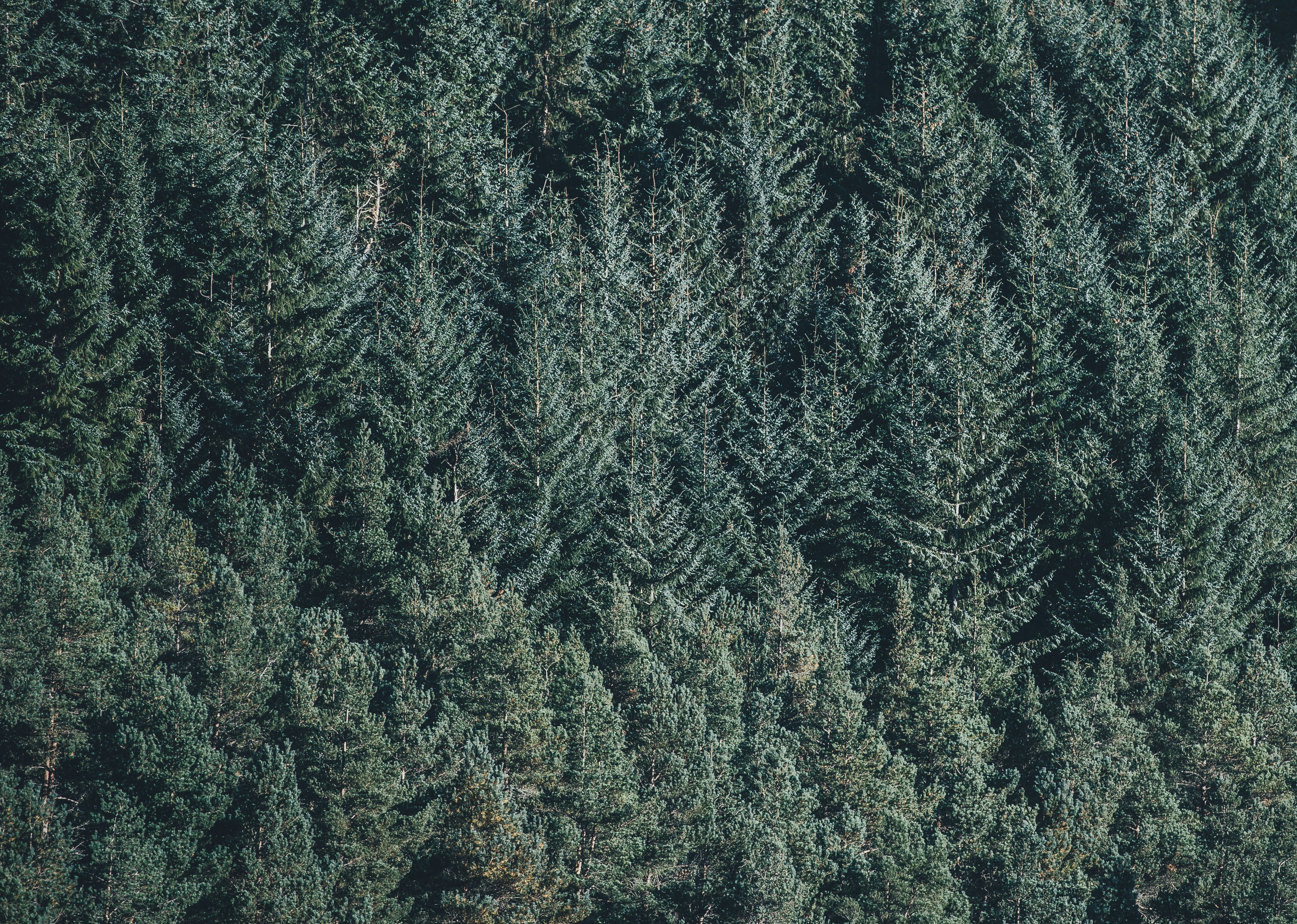 Aerial view of pine woods | green trees photgraphy