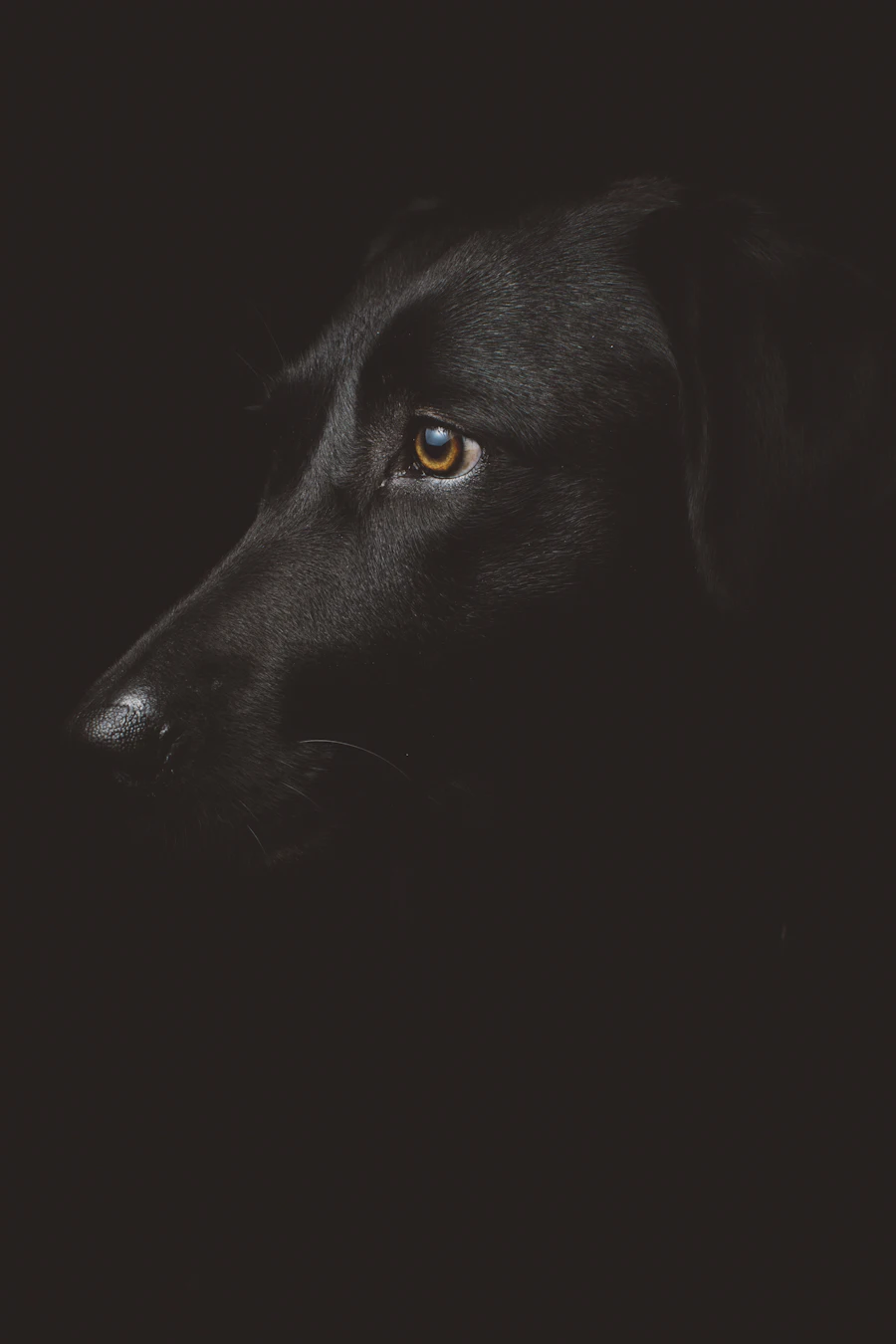 Black dog lit in profile against a nearly black background, with a single amber eye catching the light. The glossy nose and sleek fur stand out in the low-key portrait.