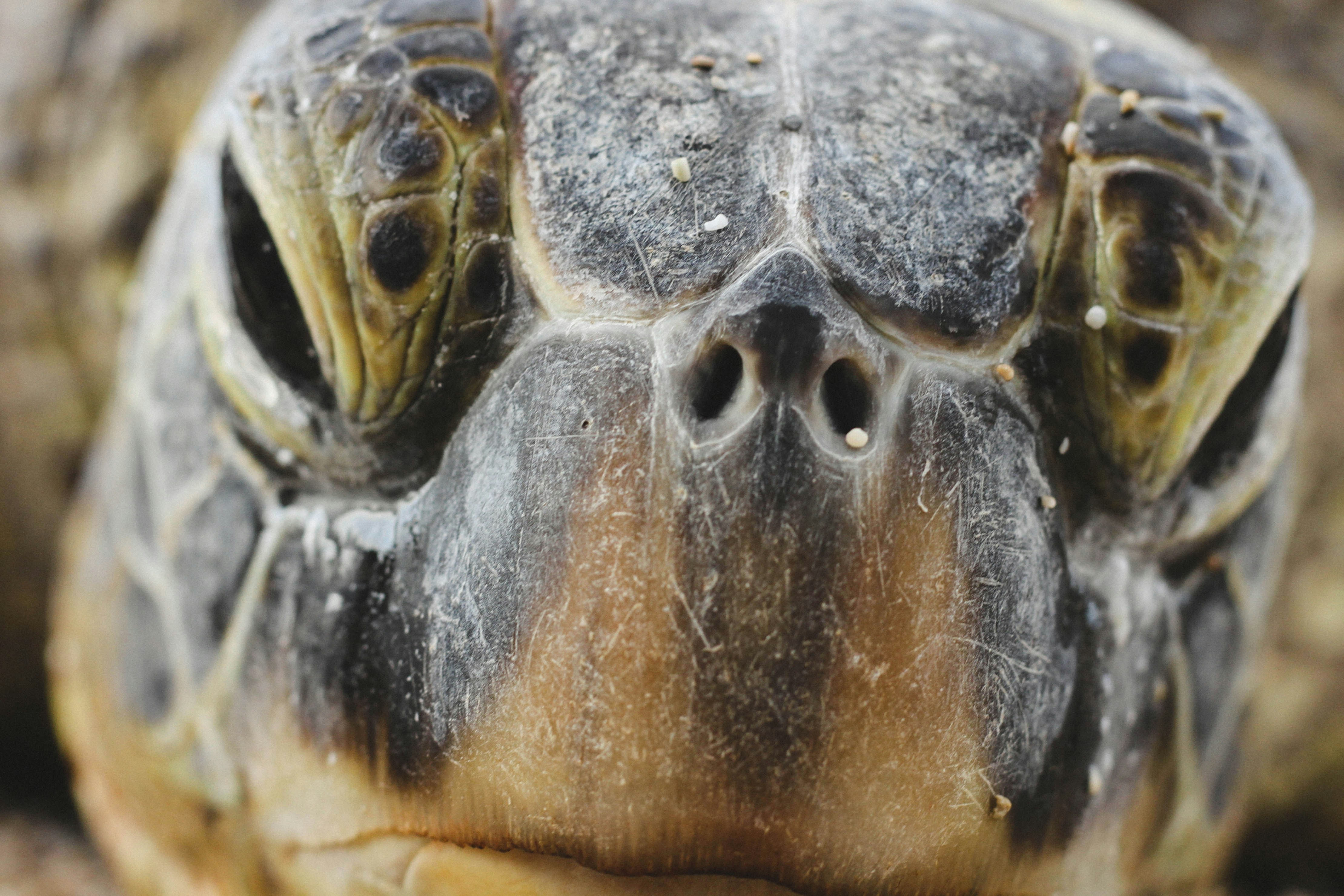 Close-up of a turtle's face, showcasing intricate textures and patterns on its shell and skin. The image highlights the creature's wise expression.