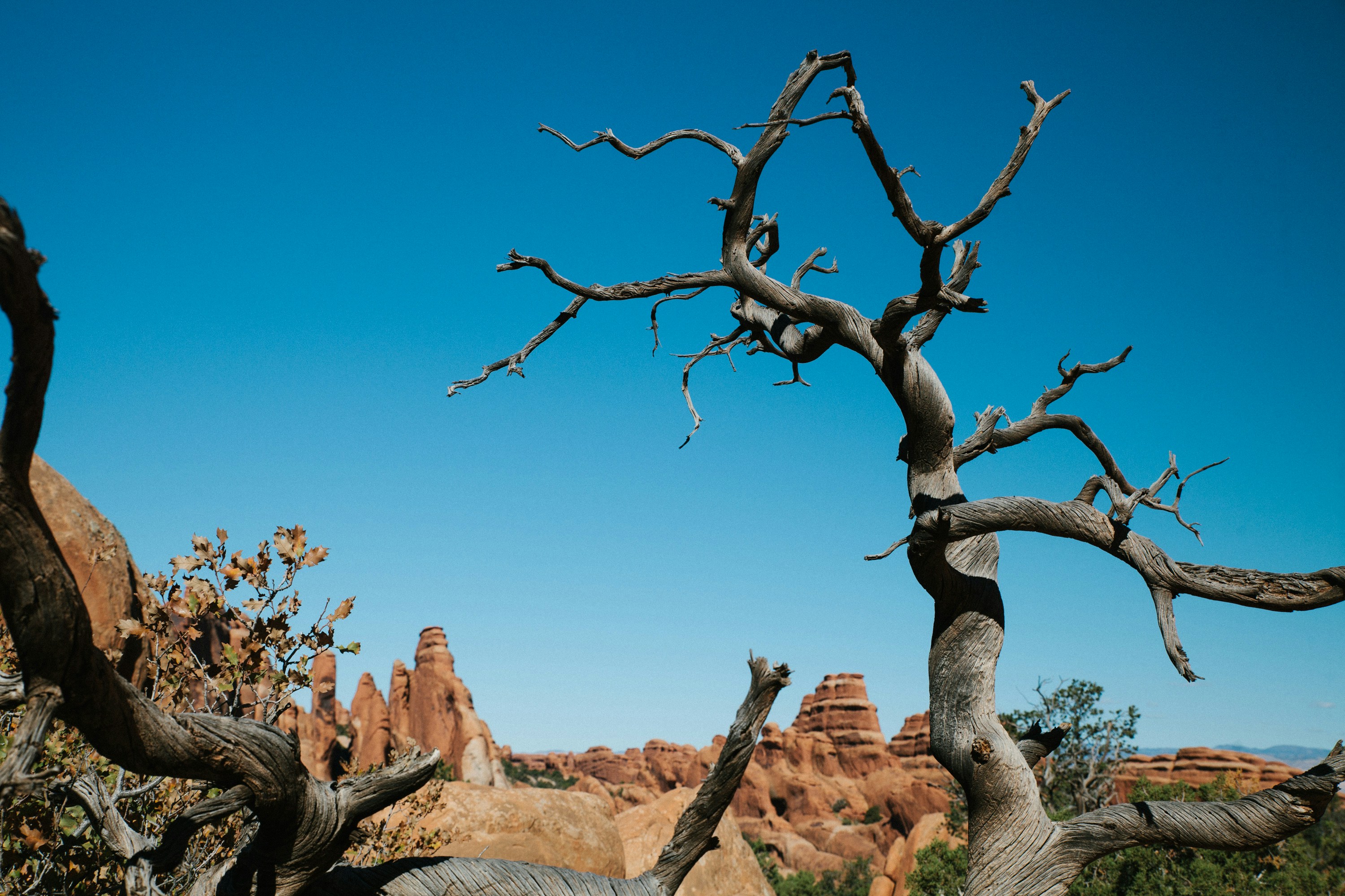 Leafless tree near rock formation photo – Free Blue Image on Unsplash