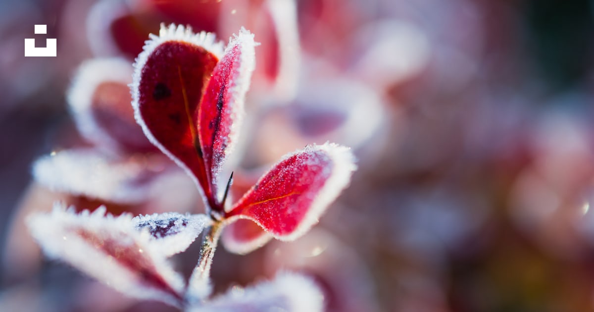 Planta De Hoja Roja Foto Imagen De Hielo Gratuita En Unsplash