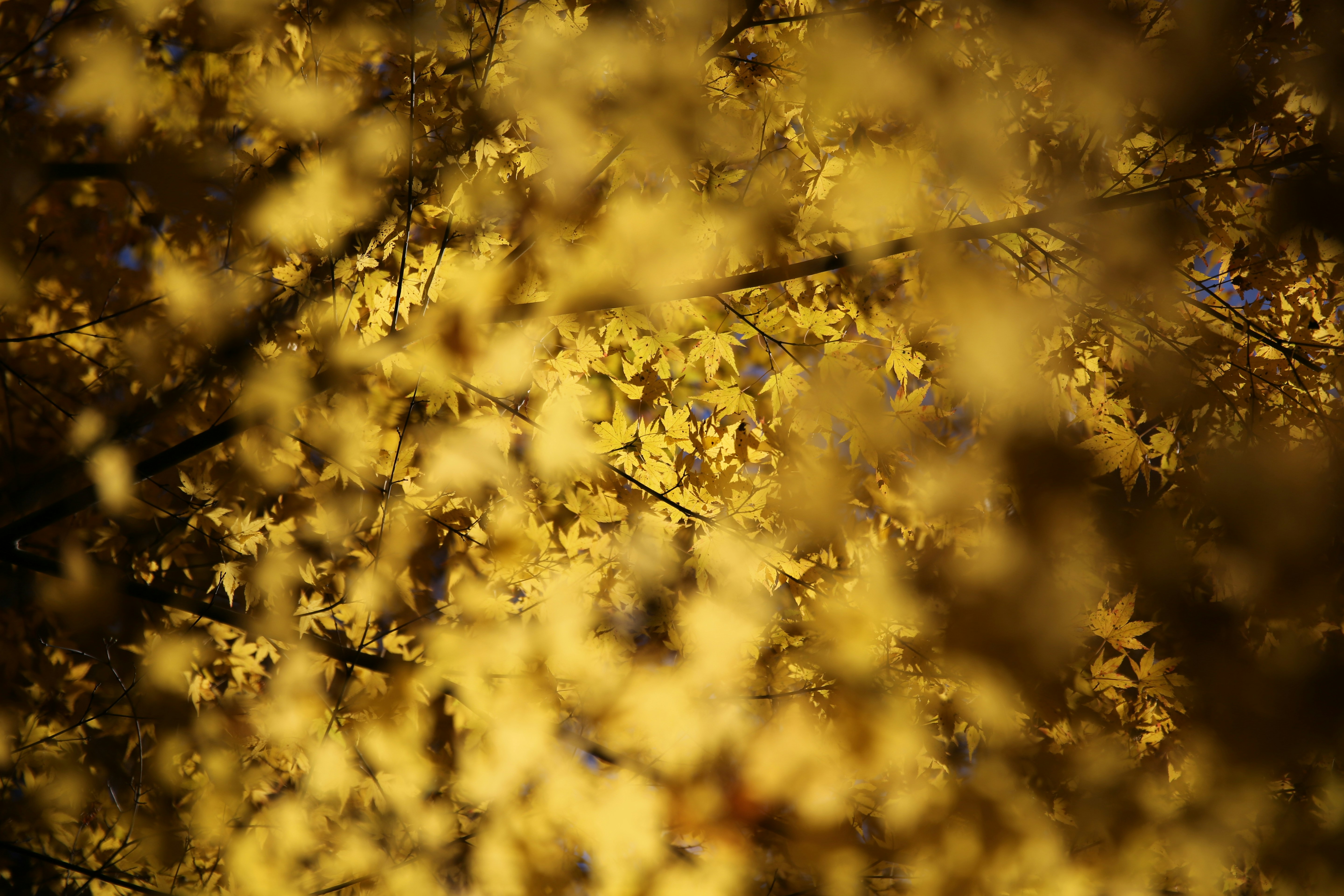 Close-up of vibrant golden leaves creating a textured canopy against a soft background. The interplay of light highlights the intricate details of autumn foliage.