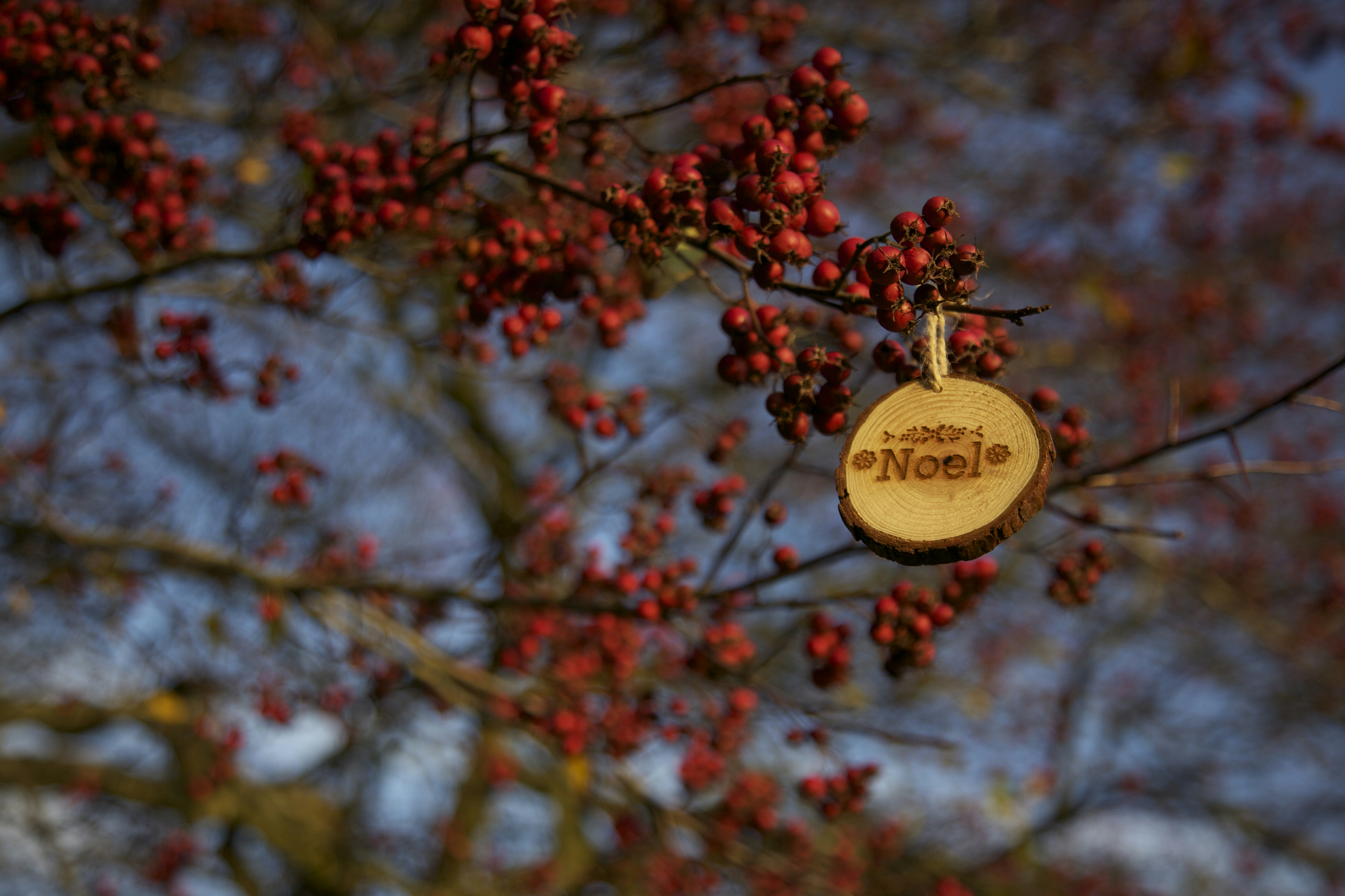 Wooden ornament inscribed with 'Noel' hangs from a branch adorned with vibrant red berries against a soft blue sky.