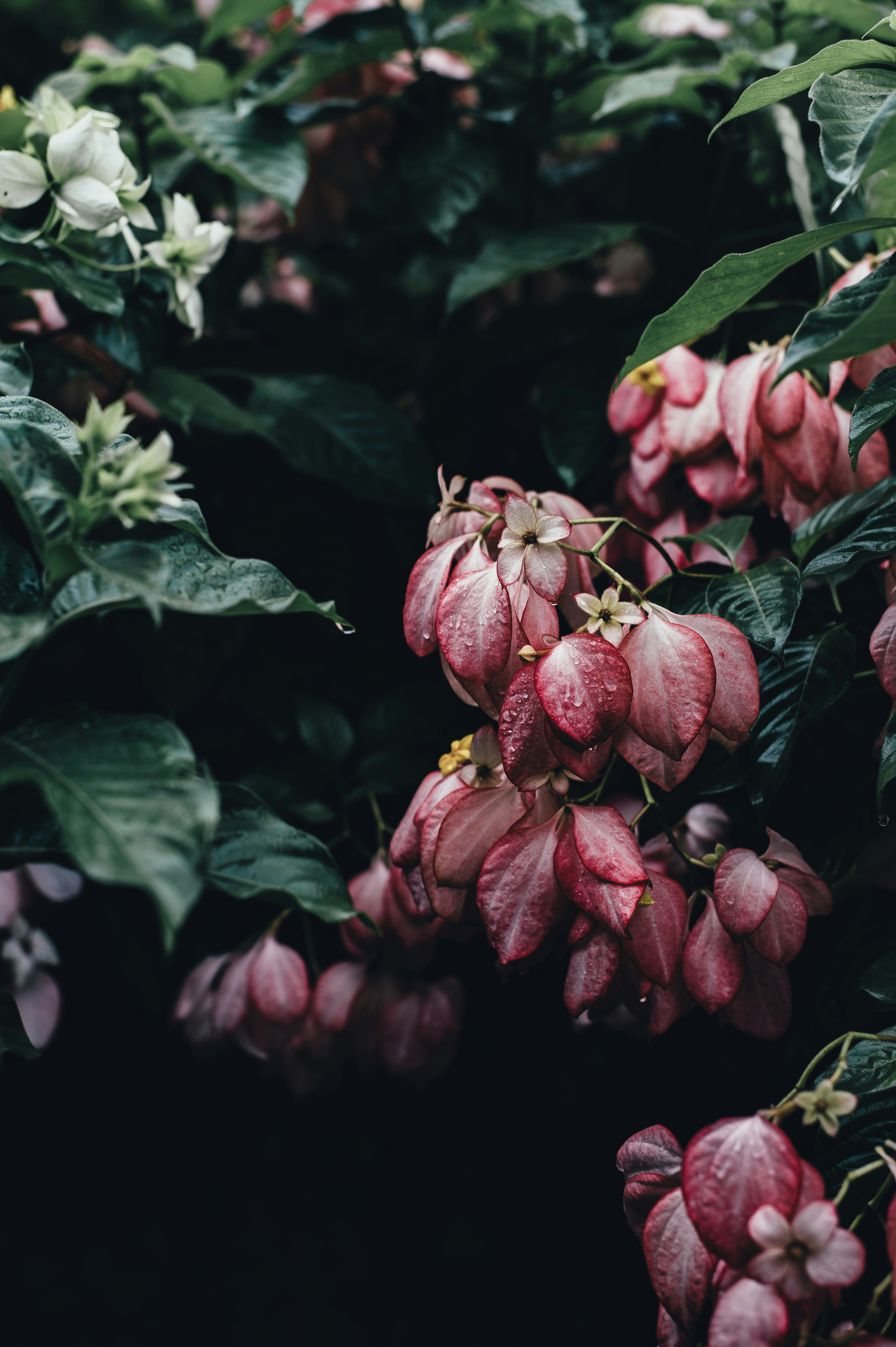 flower | 17 best free flower, plant, flora and blossom photos on Unsplash