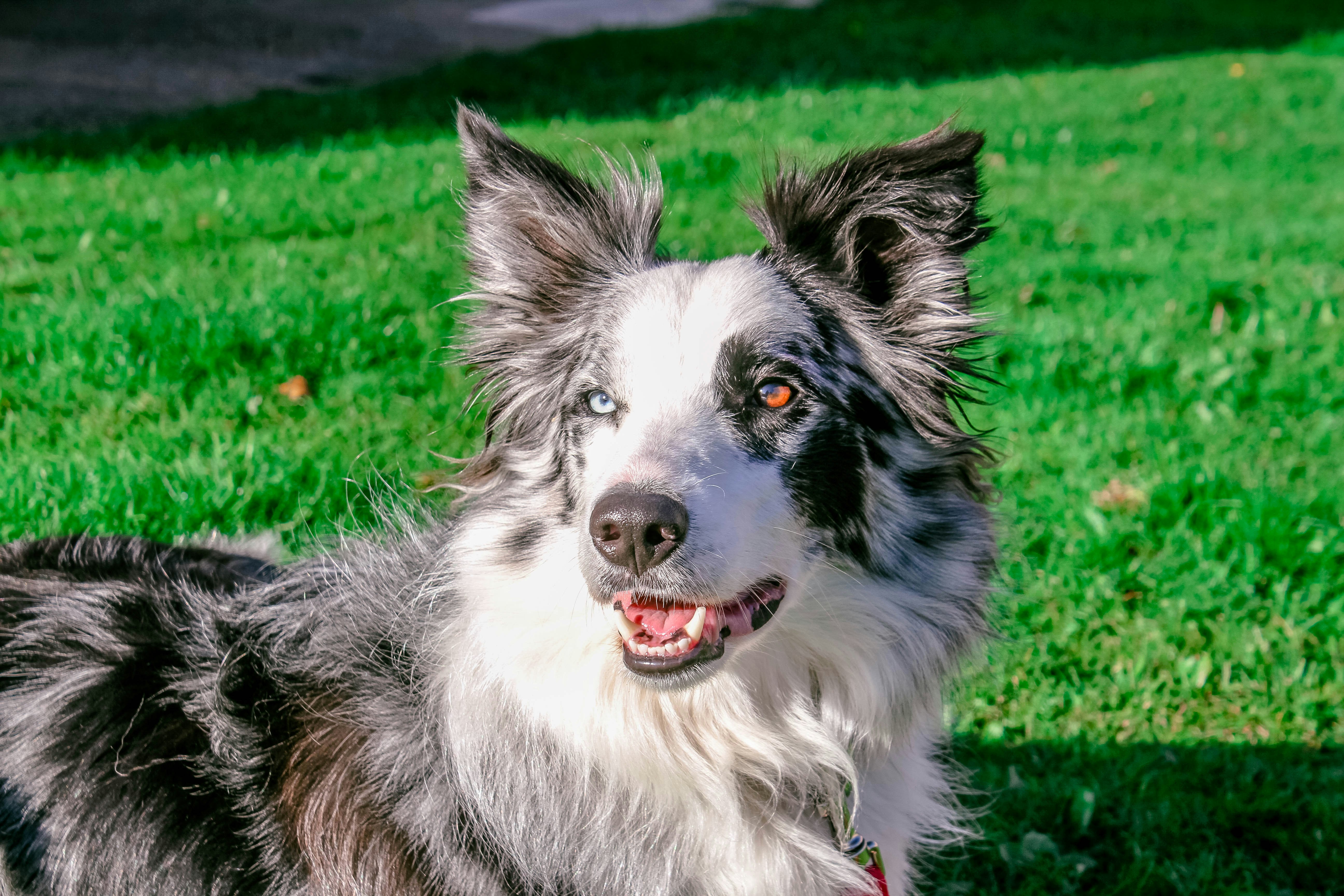 A border collie with striking blue and brown eyes, sporting a fluffy coat, stands on vibrant green grass, exuding joy and curiosity.