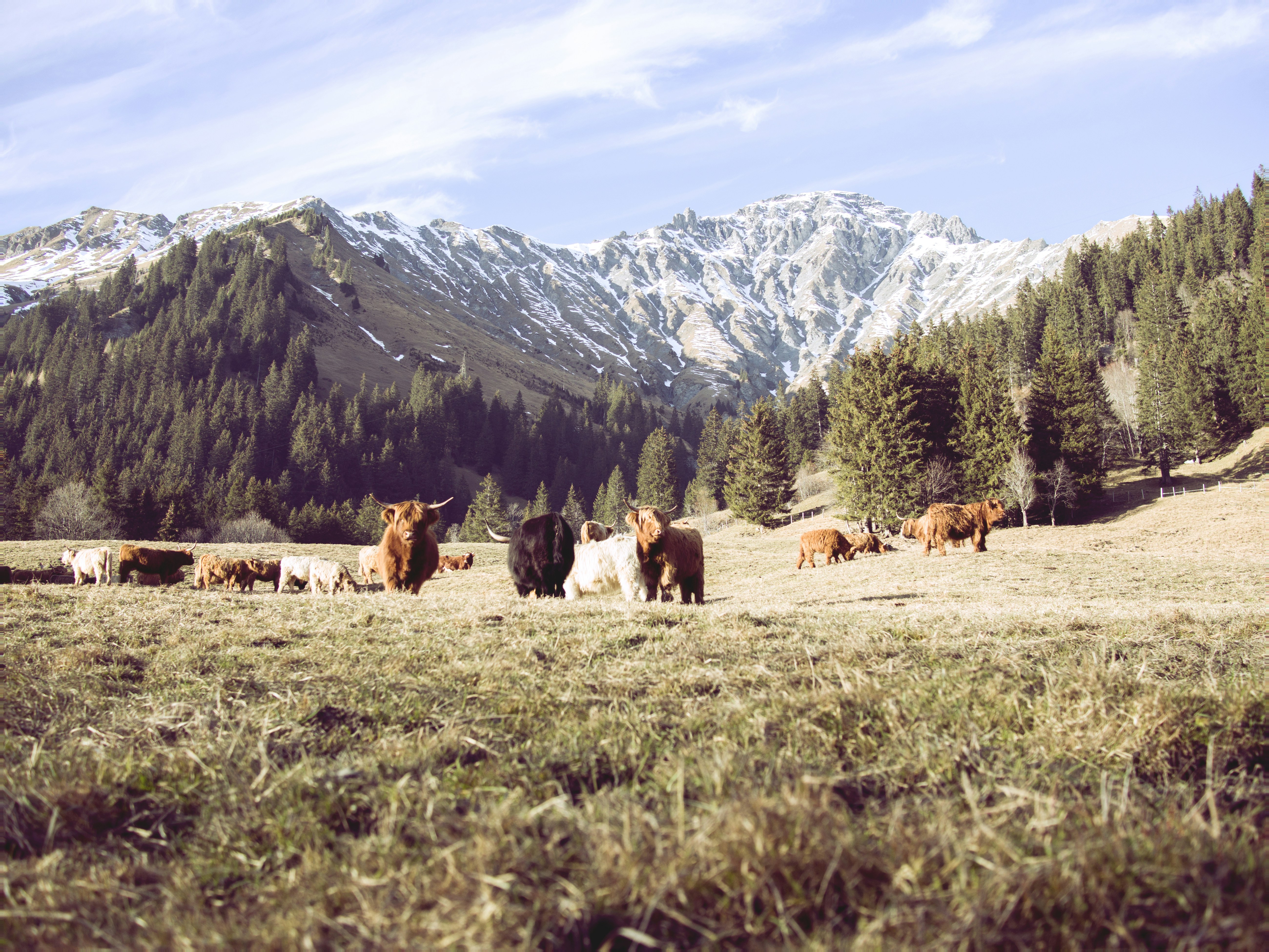 A serene landscape featuring a group of cattle grazing in a lush meadow, framed by towering snow-capped mountains and dense forests.