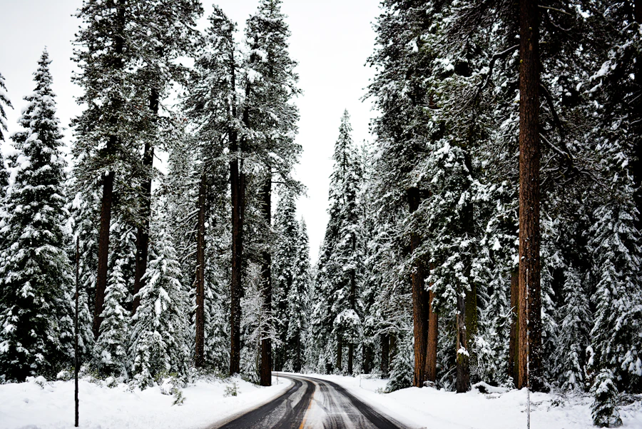A winding road cuts through a snow-covered evergreen forest, with tall trees lining both sides under an overcast sky.