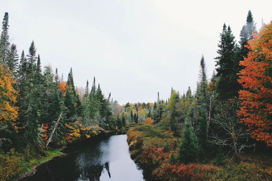 A winding dark river cuts through a forest of evergreen and orange autumn trees under a pale overcast sky. The scene feels quiet and remote, with the river leading into the distance.