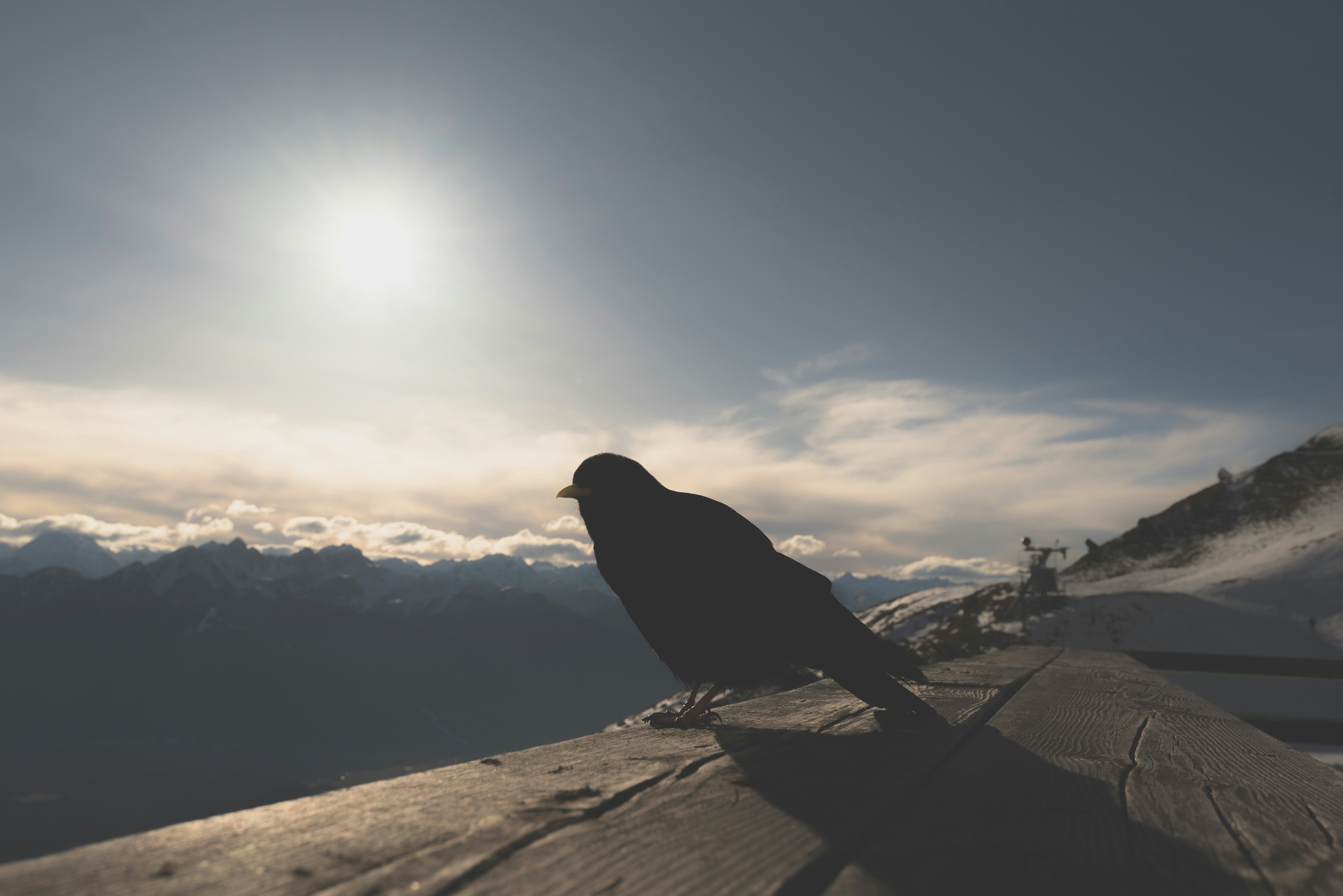 Crow silhouette on a weathered railing at alpine dawn