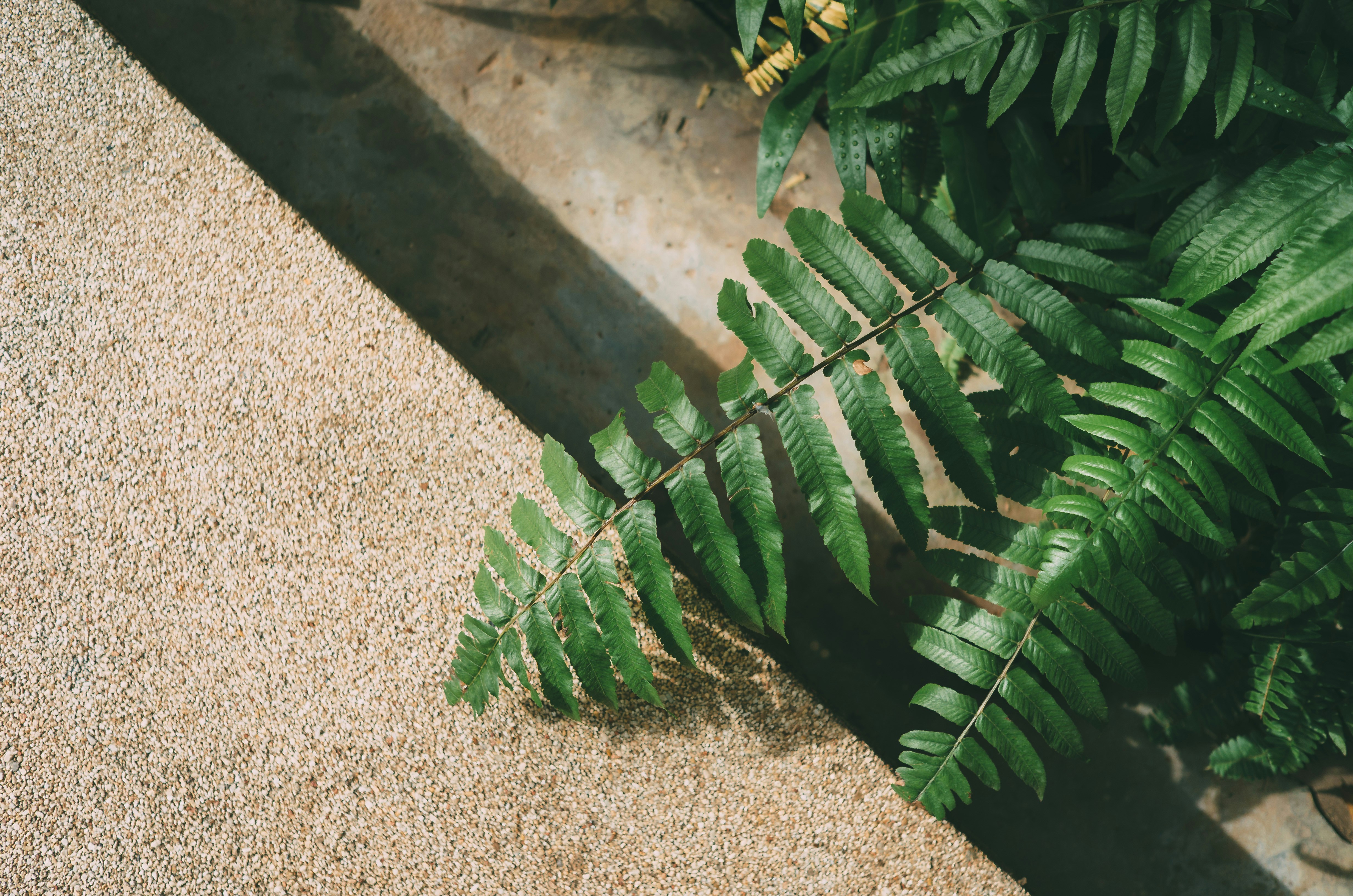 Lush green fern leaves contrast with a textured sandy surface in a natural setting.