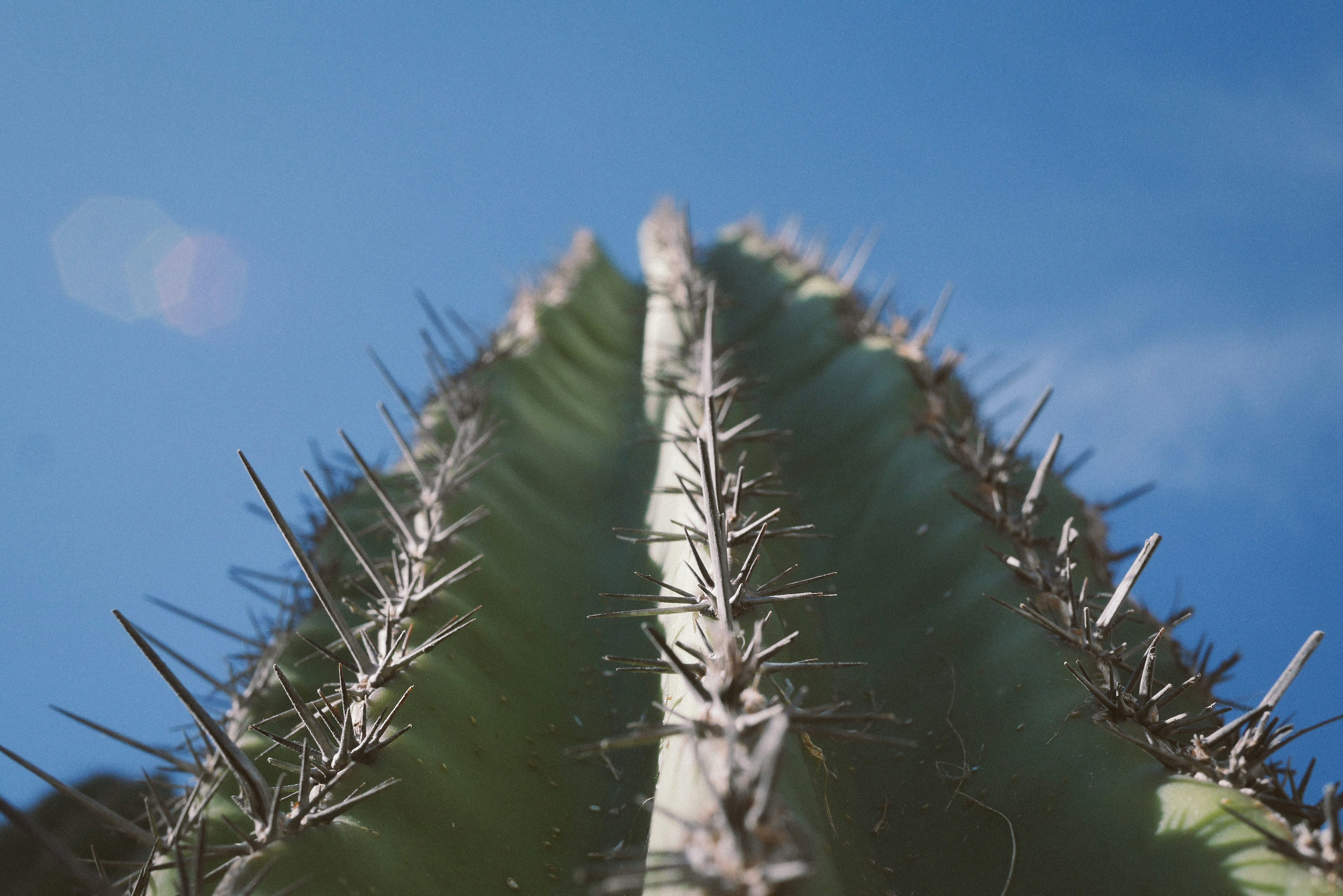 Close-up of a tall cactus against a clear blue sky, showcasing its sharp spines and vibrant green surface.