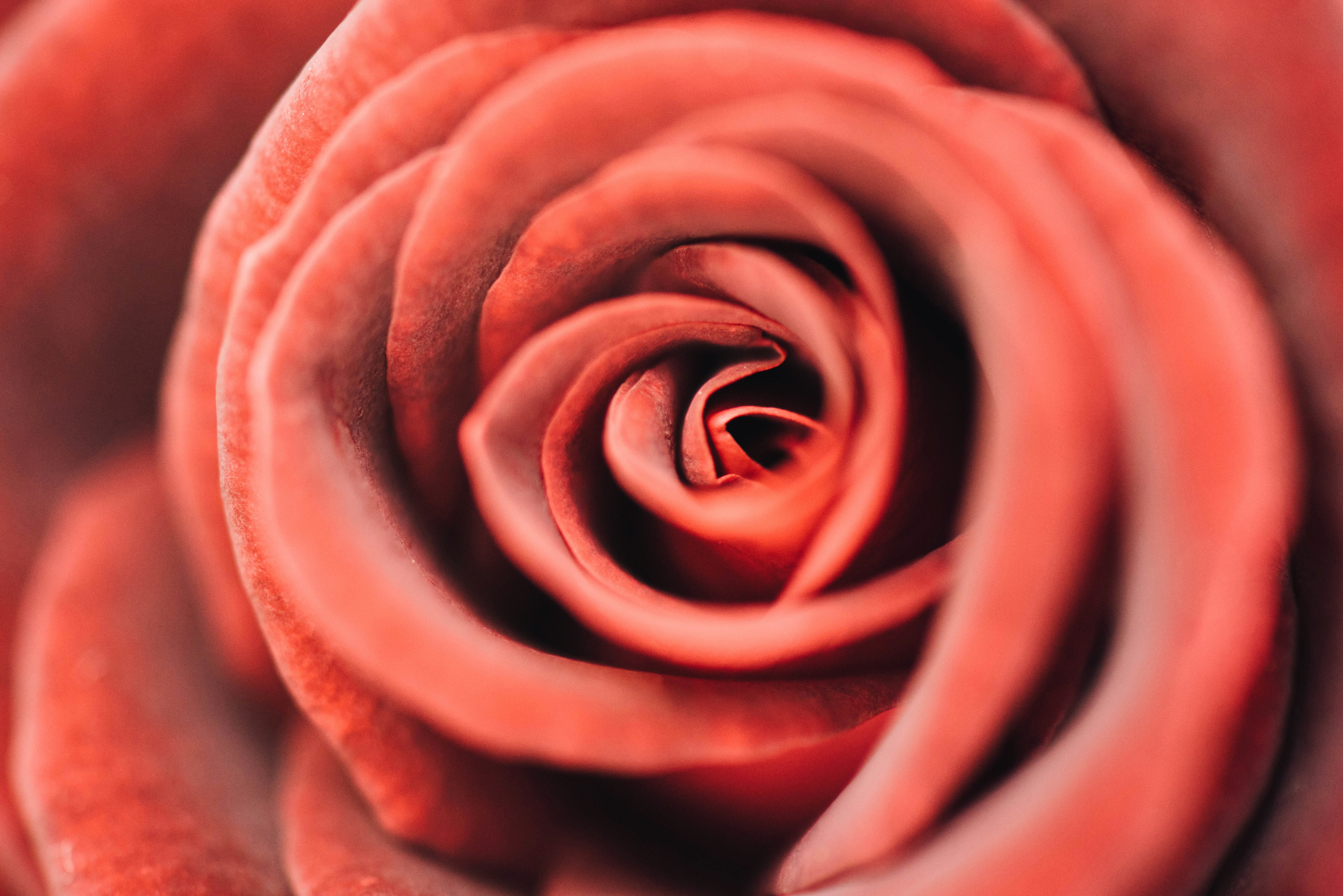 Close-up of a red rose showcasing its intricate spiral petals, revealing delicate textures and rich hues.
