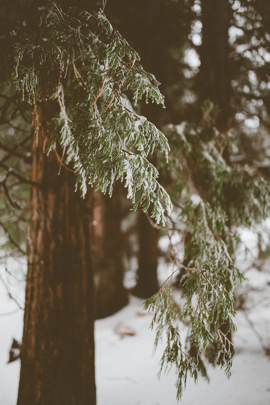 Snow-frosted evergreen branches hang in front of a dark forest trunk, with soft snowy ground below. The shallow depth of field leaves the background blurred and moody.