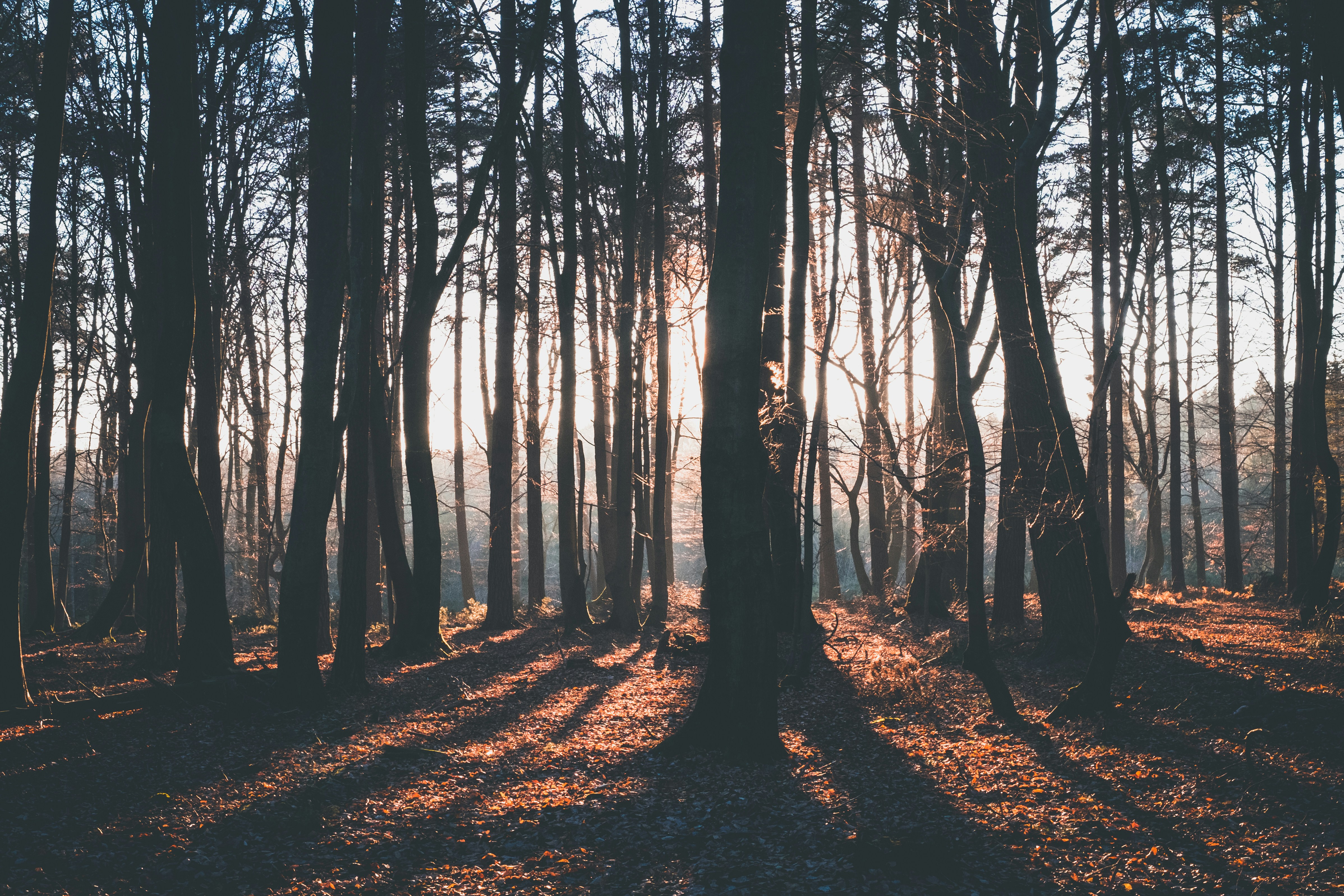 Sunlight filtering through tall trees creates elongated shadows on the forest floor, highlighting the serene atmosphere of the woodland. The interplay of light and shadow evokes a sense of tranquility.