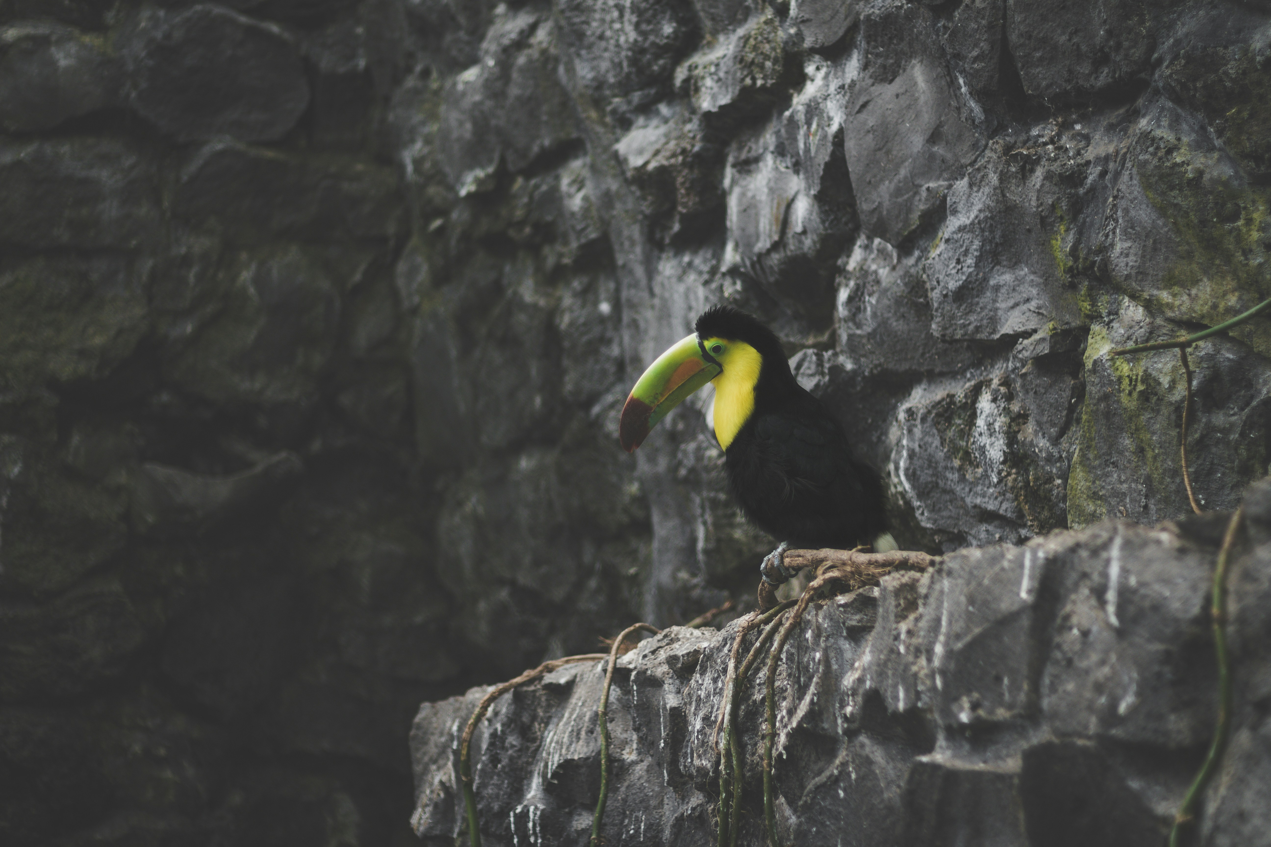 Toucan | toucan on rock formation during daytime