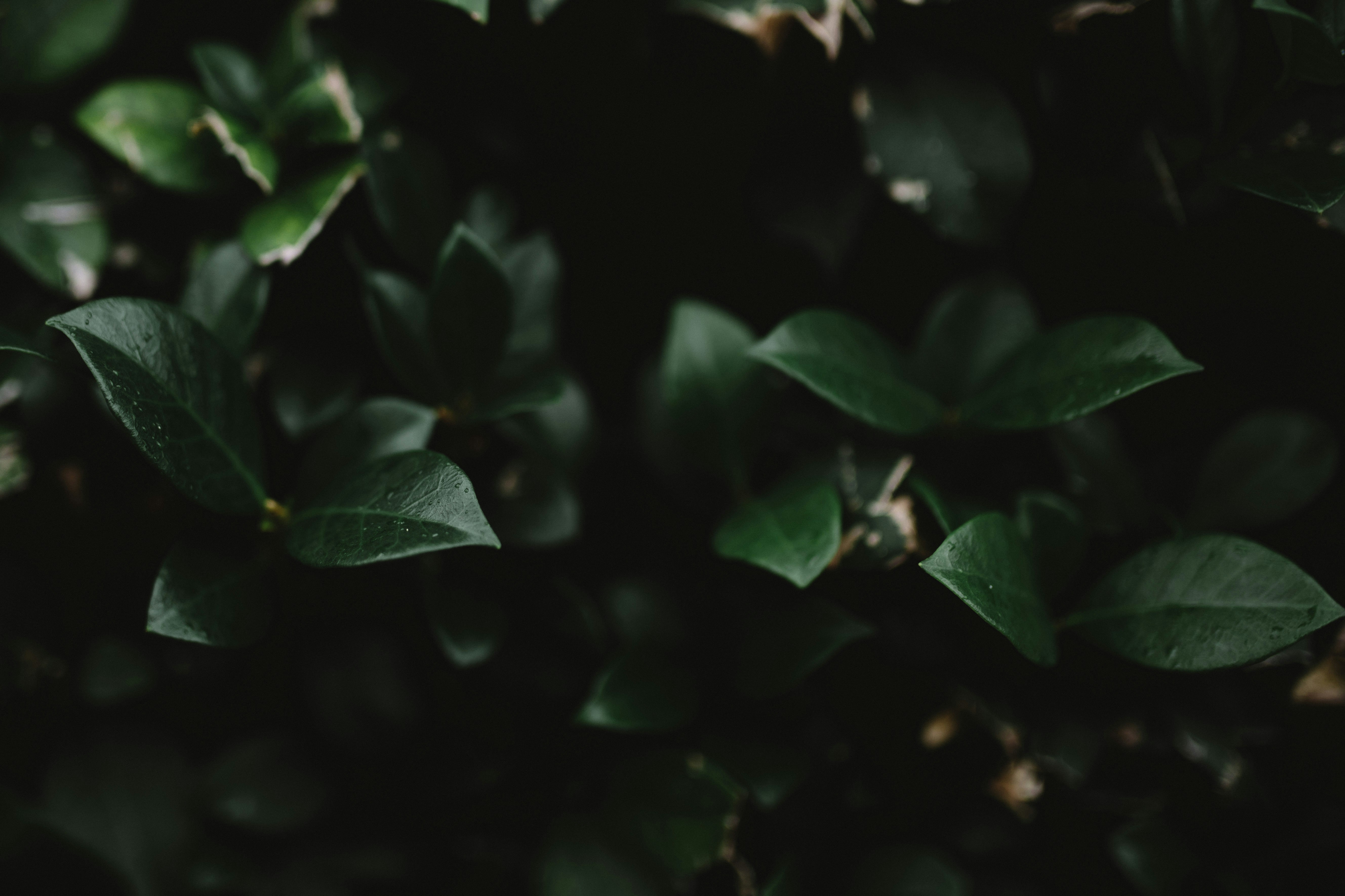 Close-up of lush green leaves with varying shades, showcasing intricate textures and a serene atmosphere.