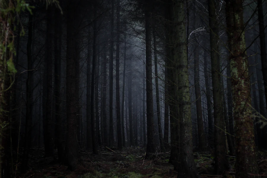 Tall, shadowy pine trees recede into a foggy forest corridor with a dim, bluish glow in the distance. The ground is dark and cluttered with branches, creating a moody, secluded scene.