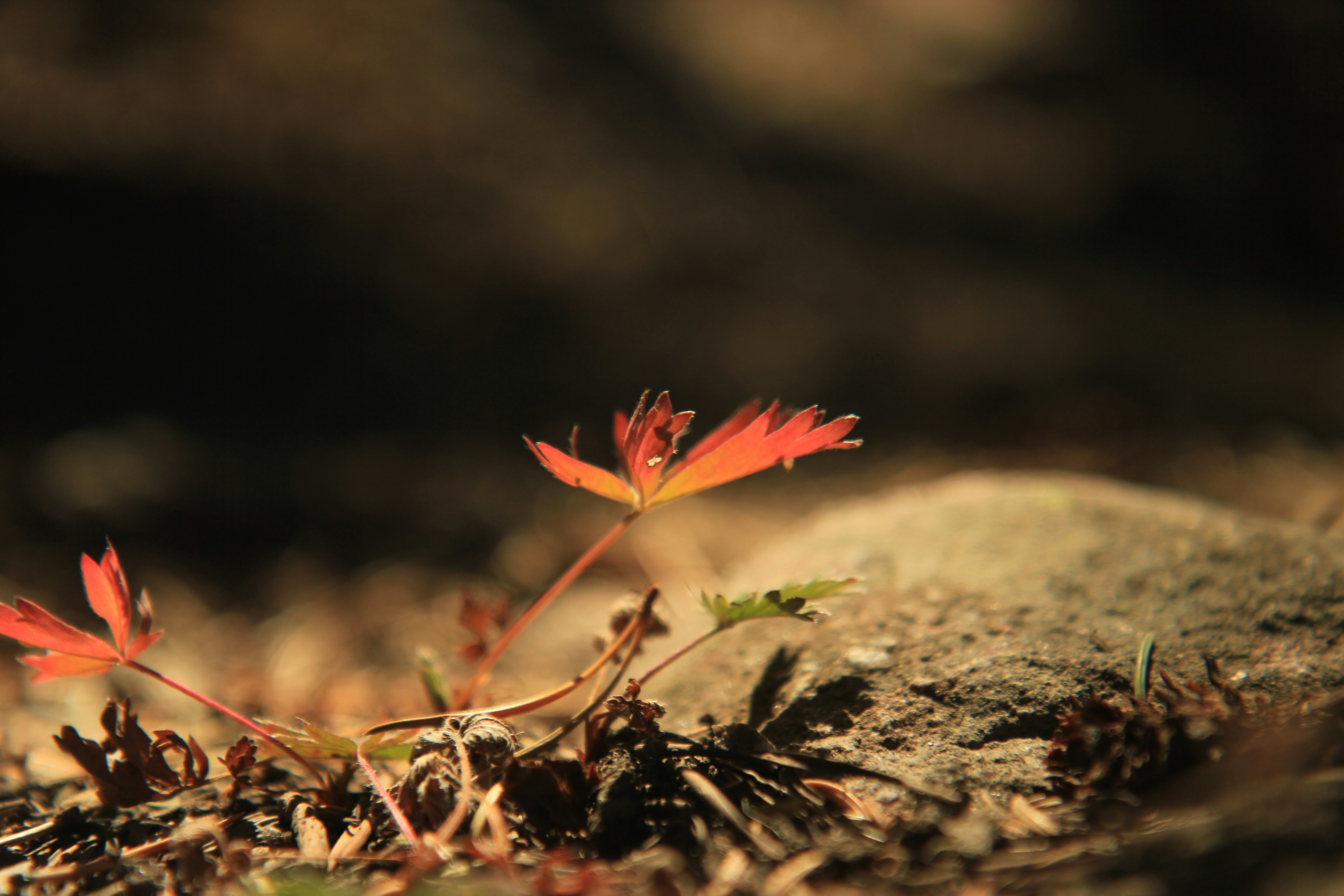 Delicate red leaves sprouting from a rocky surface, illuminated by soft sunlight filtering through the forest. 