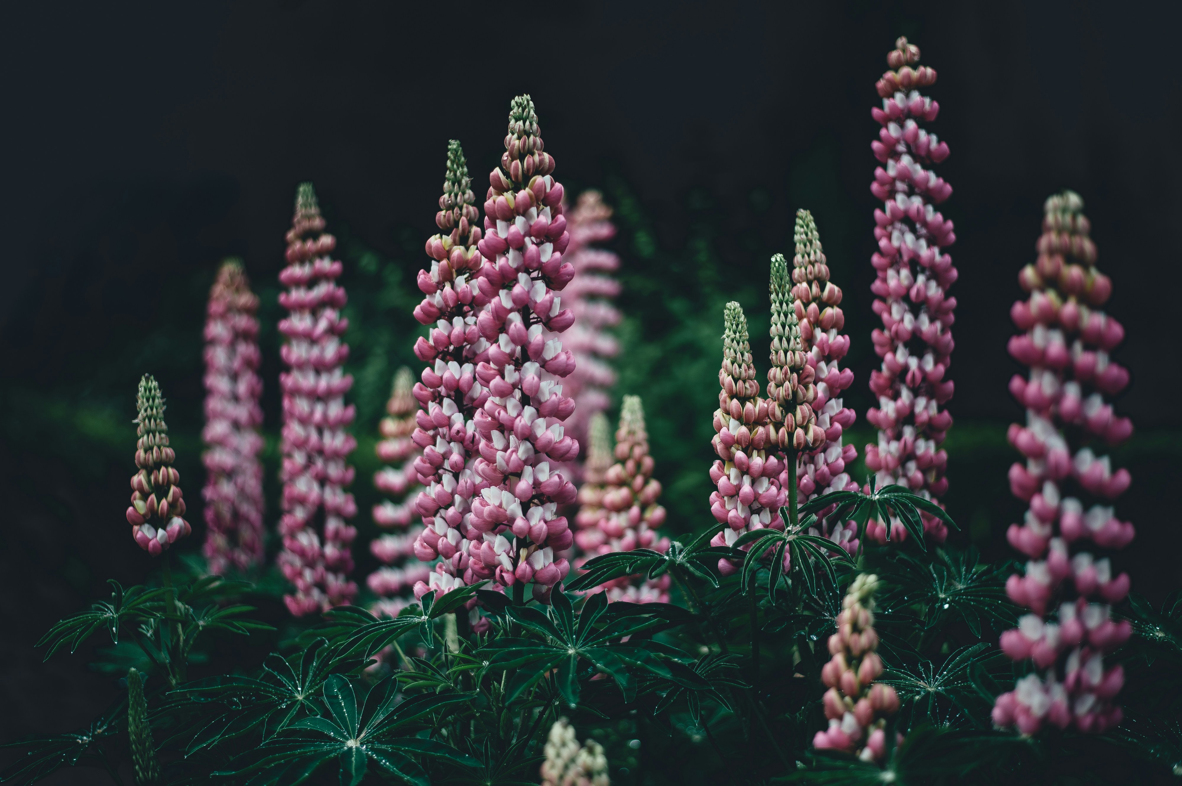 Clusters of pink lupine flowers rise elegantly against a dark backdrop, showcasing their intricate shapes and textures.
