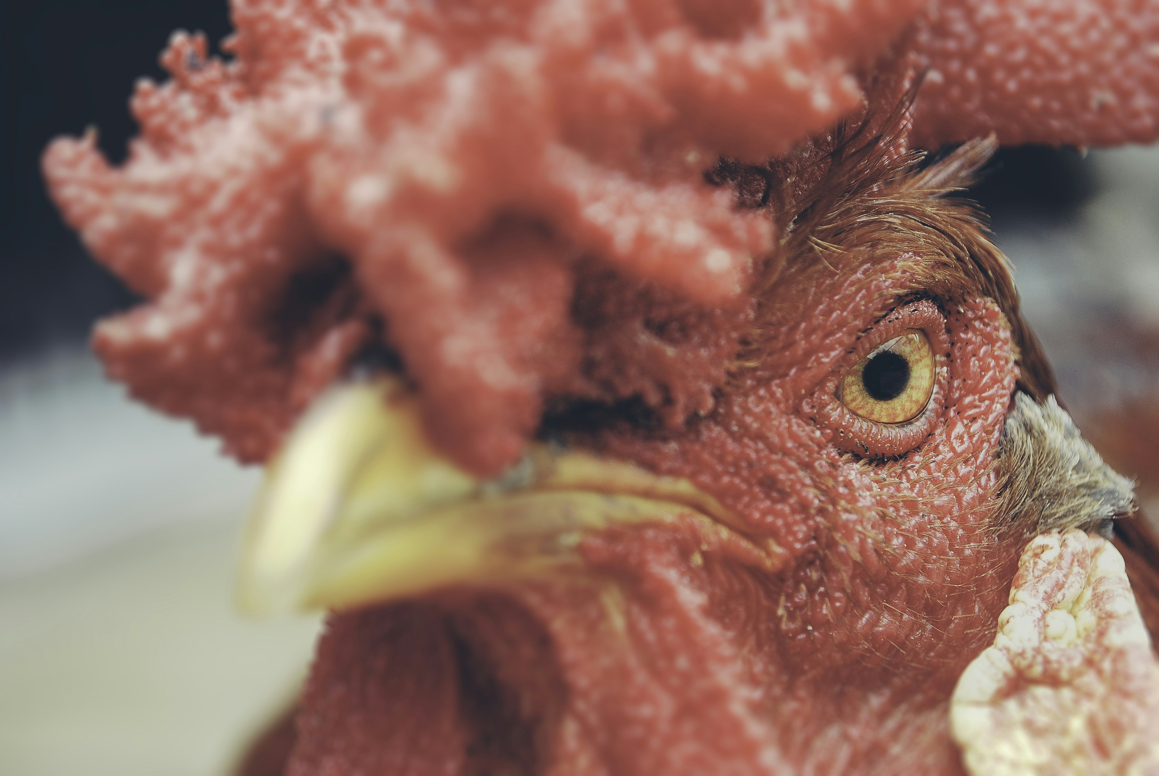 One of my favorite animals | close up photography of rooster