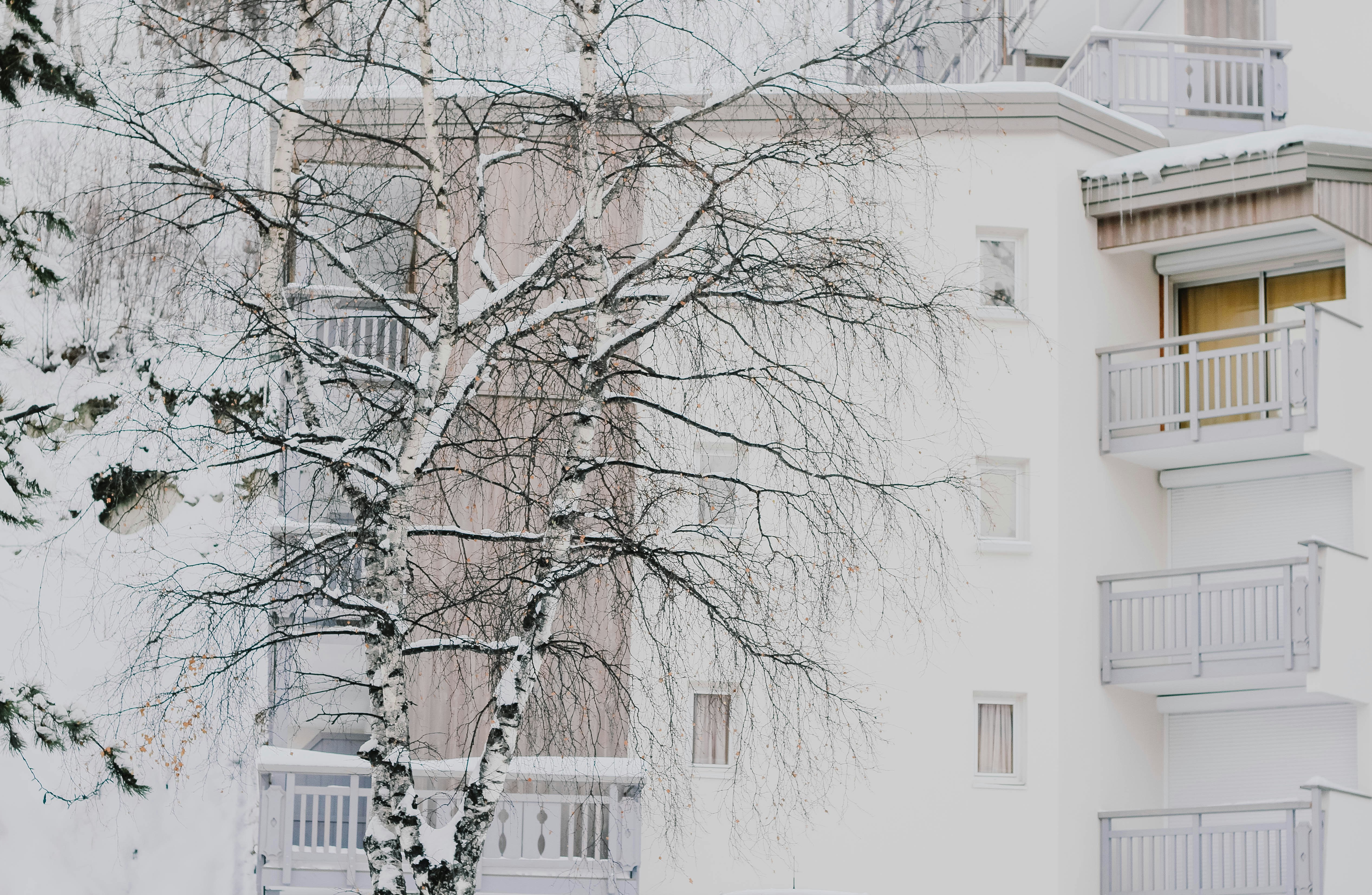 Bare-branched tree dusted with snow stands beside a modern building, capturing the tranquility of a winter day.
