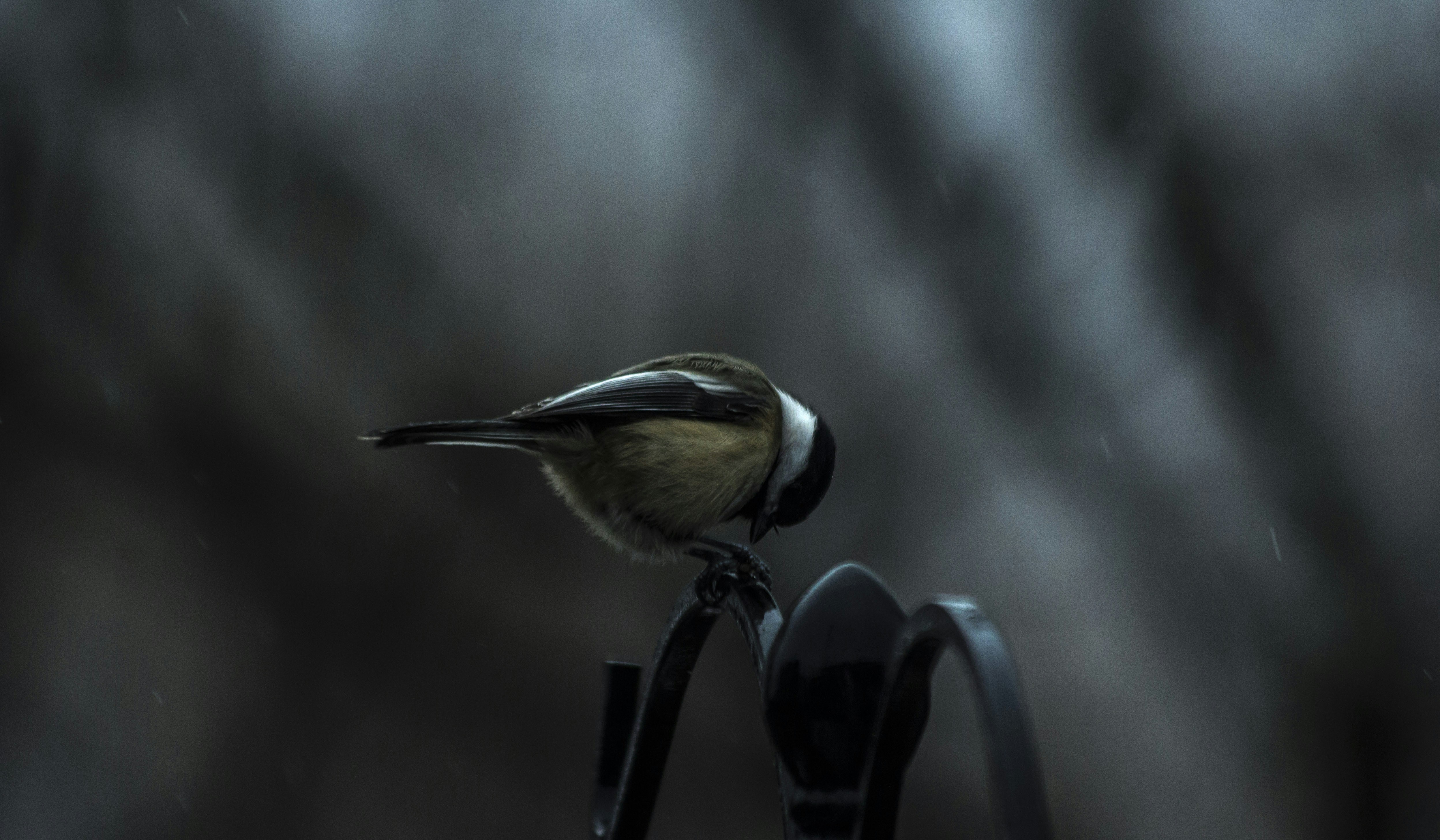 A small bird perched on a feeder, surrounded by a blurred, moody backdrop of winter foliage. The focus on the bird highlights its delicate features.