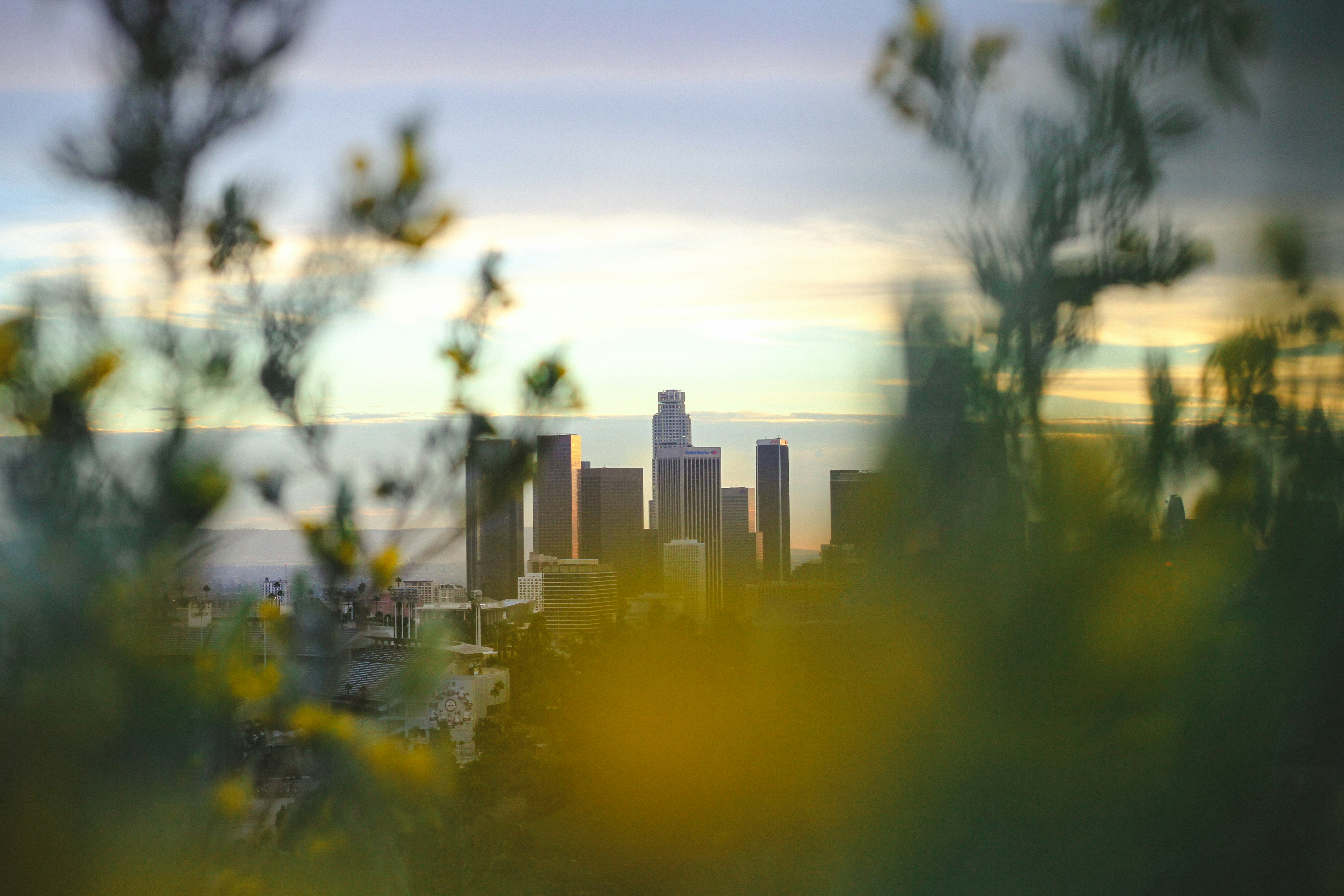 Dusk Skyline Framed by a Velvet Green Veil