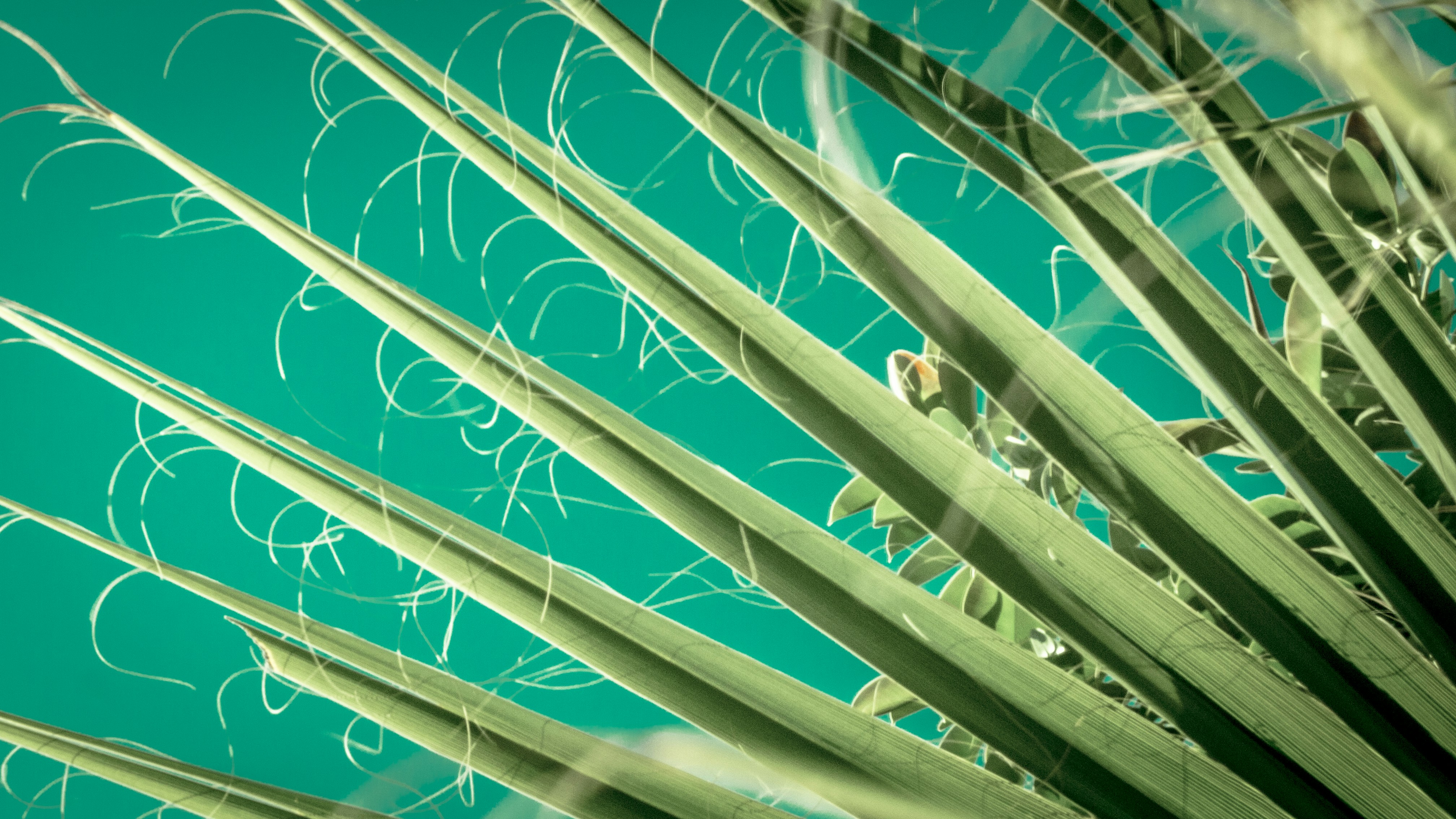 Close-up of palm fronds with intricate textures against a vibrant turquoise background.