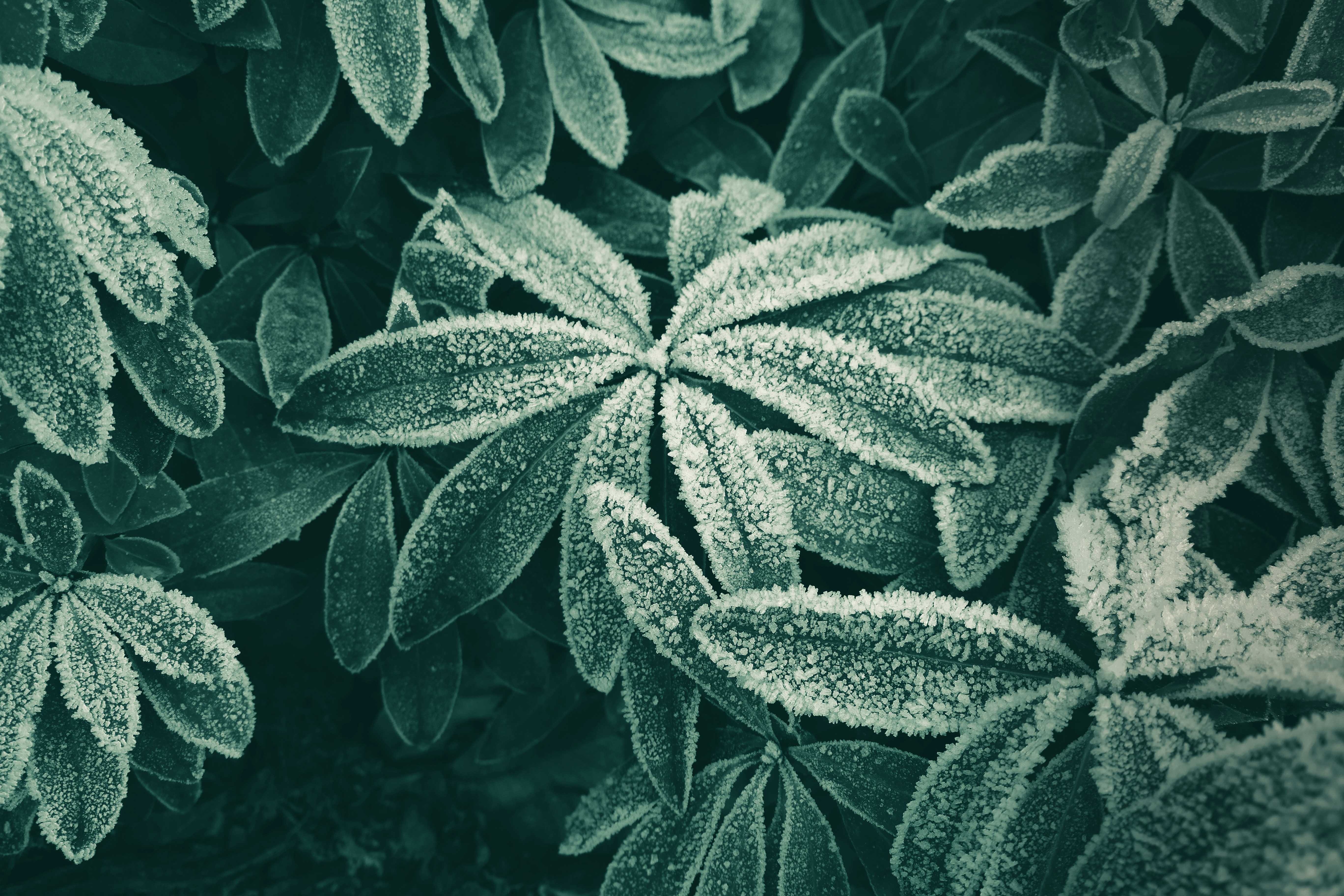 When you find yourself with nothing else to do at the weekend so you decide to go for a walk and take some pictures. Then you stumble across a frozen lake with some amazingly photogenic frozen plants and other items. This is the result of a now non-bored weekend! | close-up photography of green leaf plant leaves