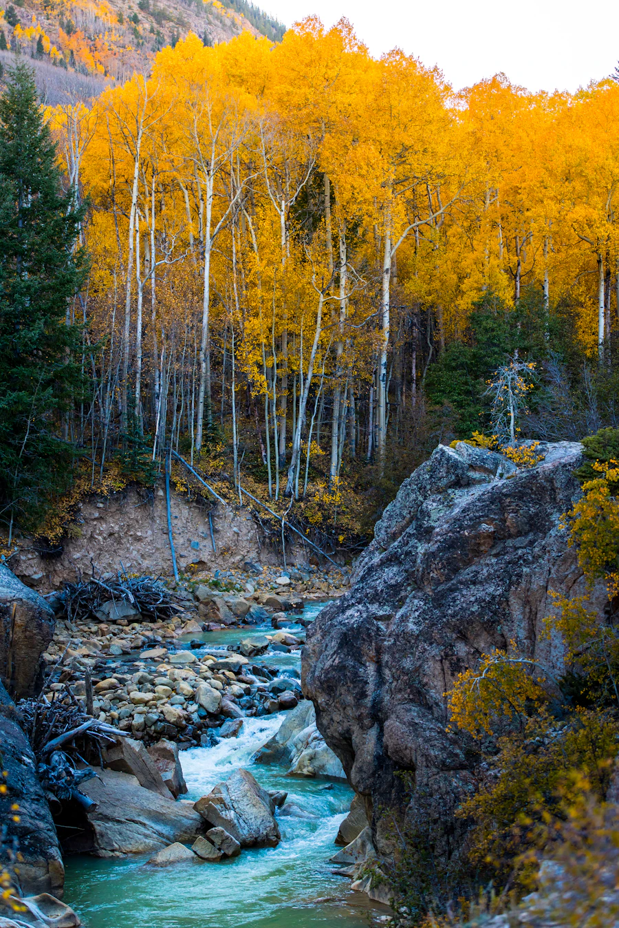 Golden aspens line a rocky mountain stream with turquoise water winding through the foreground. A large boulder anchors the right side under bright fall foliage.