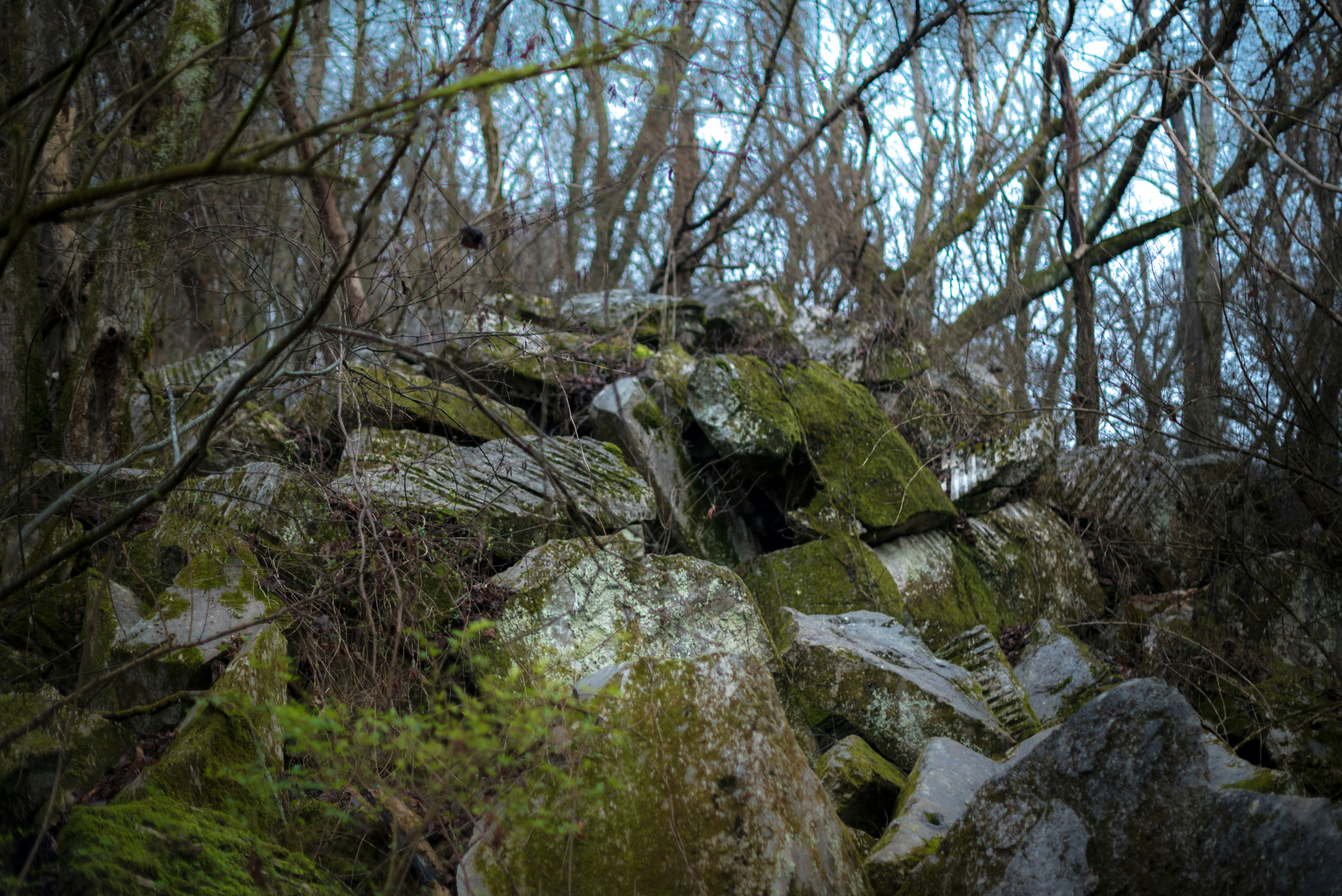 Moss-covered rocks nestled within a dense, leafless forest under a blue sky.