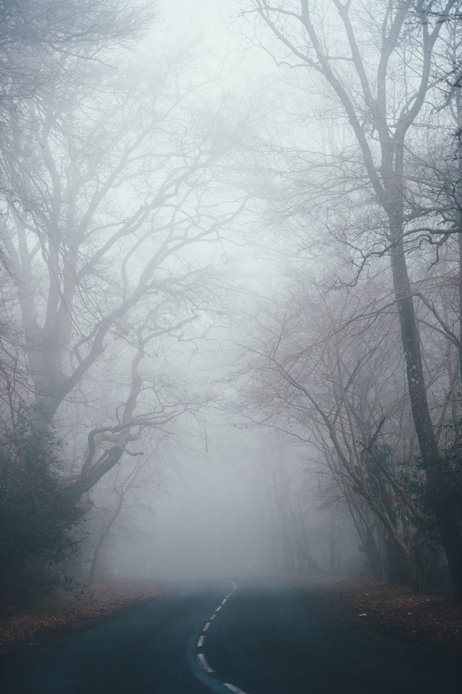A winding road disappears into dense fog beneath tall, leafless trees. Dark trunks and branches frame the pale misty center.