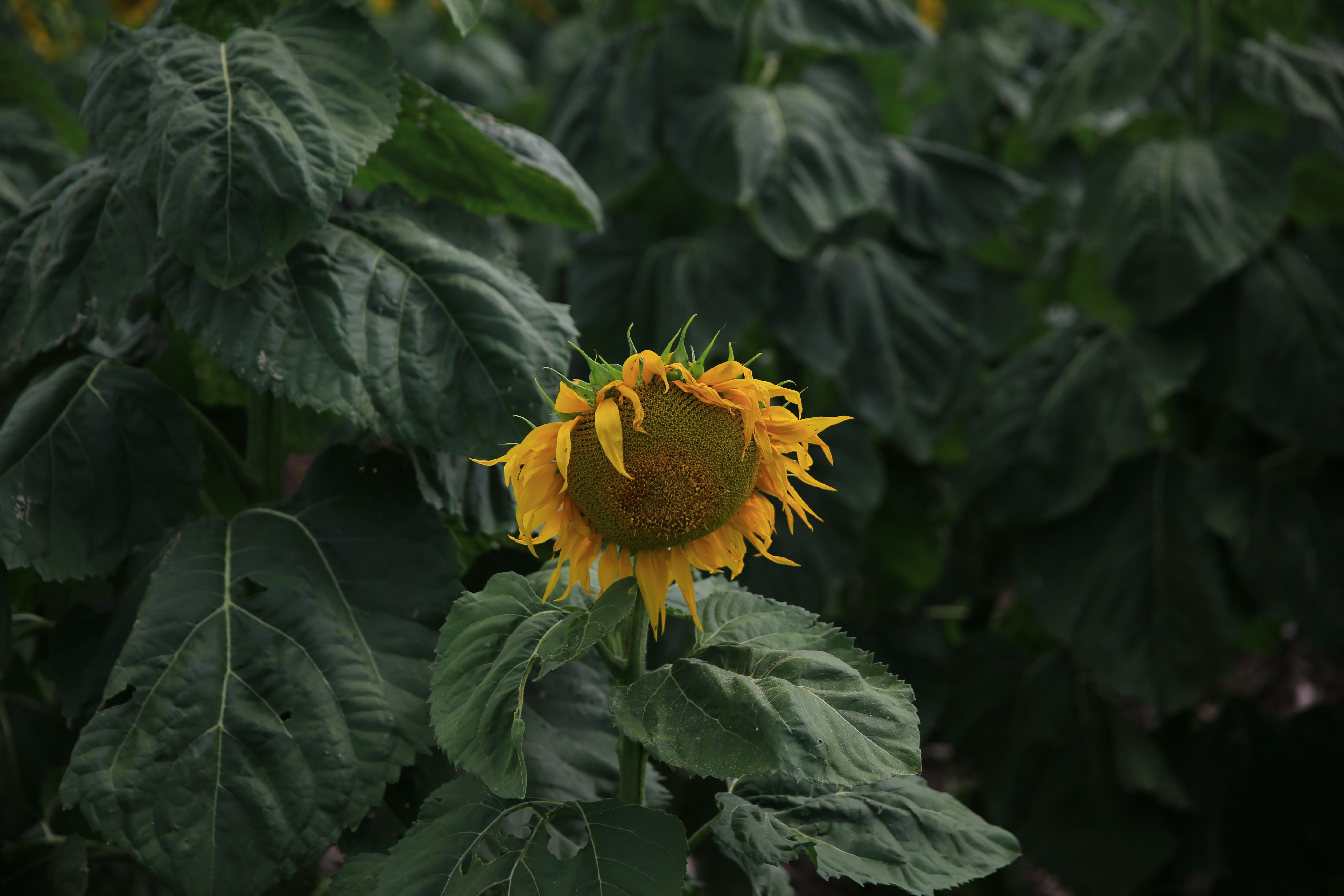 A vibrant sunflower stands out amidst lush green foliage, showcasing its unique texture and color. The image highlights the beauty of nature's resilience.