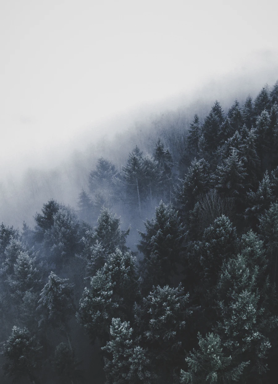 Dark evergreen trees climb a misty hillside as low cloud drifts through the forest. The scene feels quiet, cold, and atmospheric.