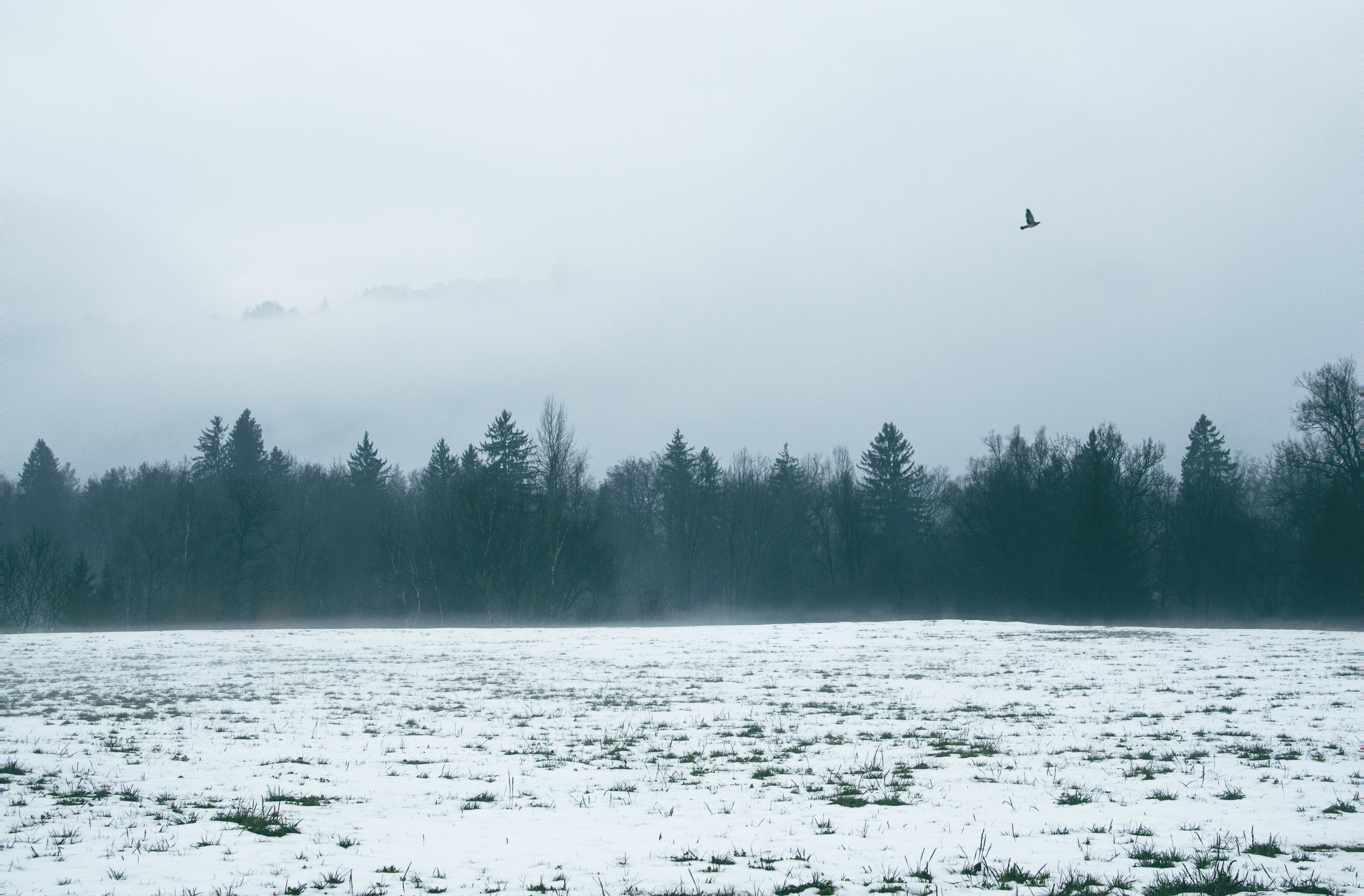 A lone bird soars over a snow-covered field, framed by a misty forest backdrop. The tranquil scene captures the essence of a winter landscape.