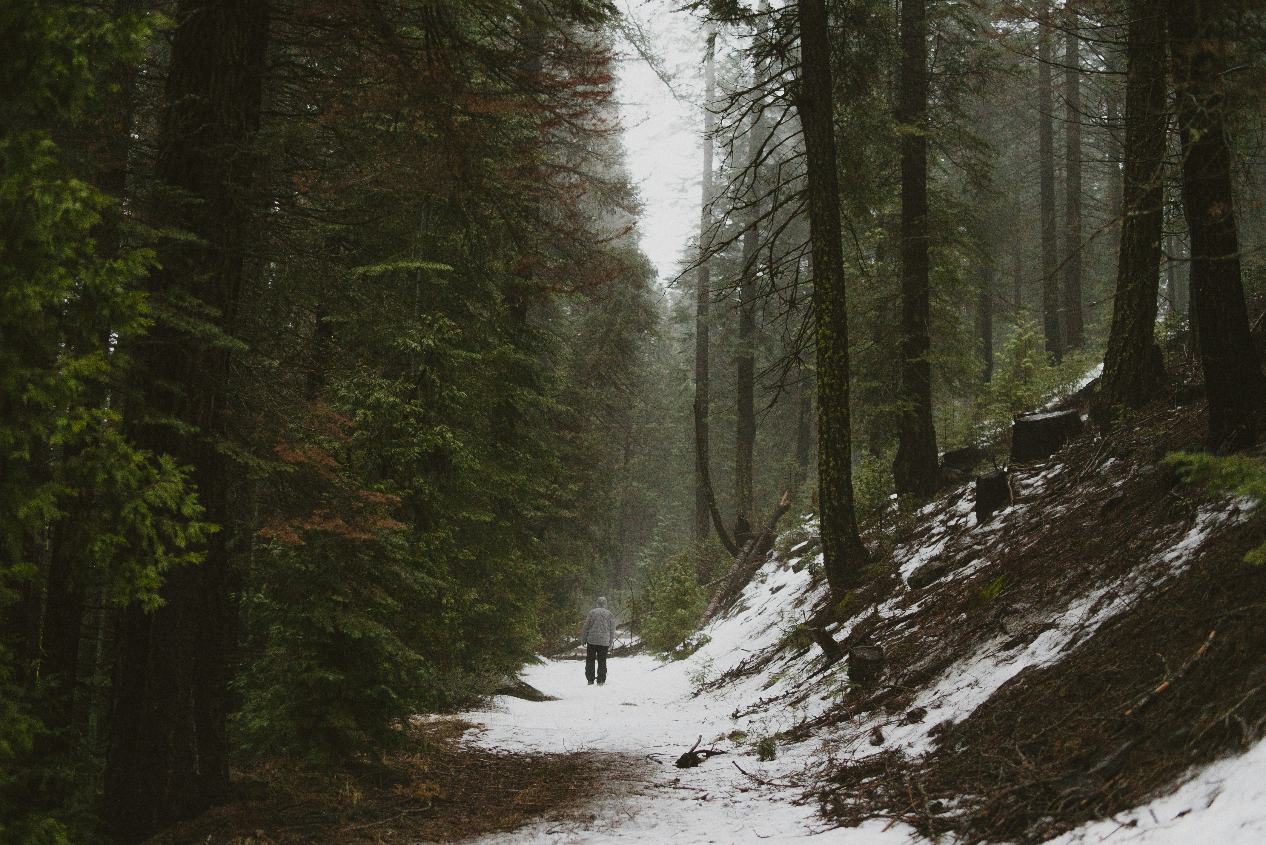 Alone In The Forest Pictures | Download Free Images on Unsplash