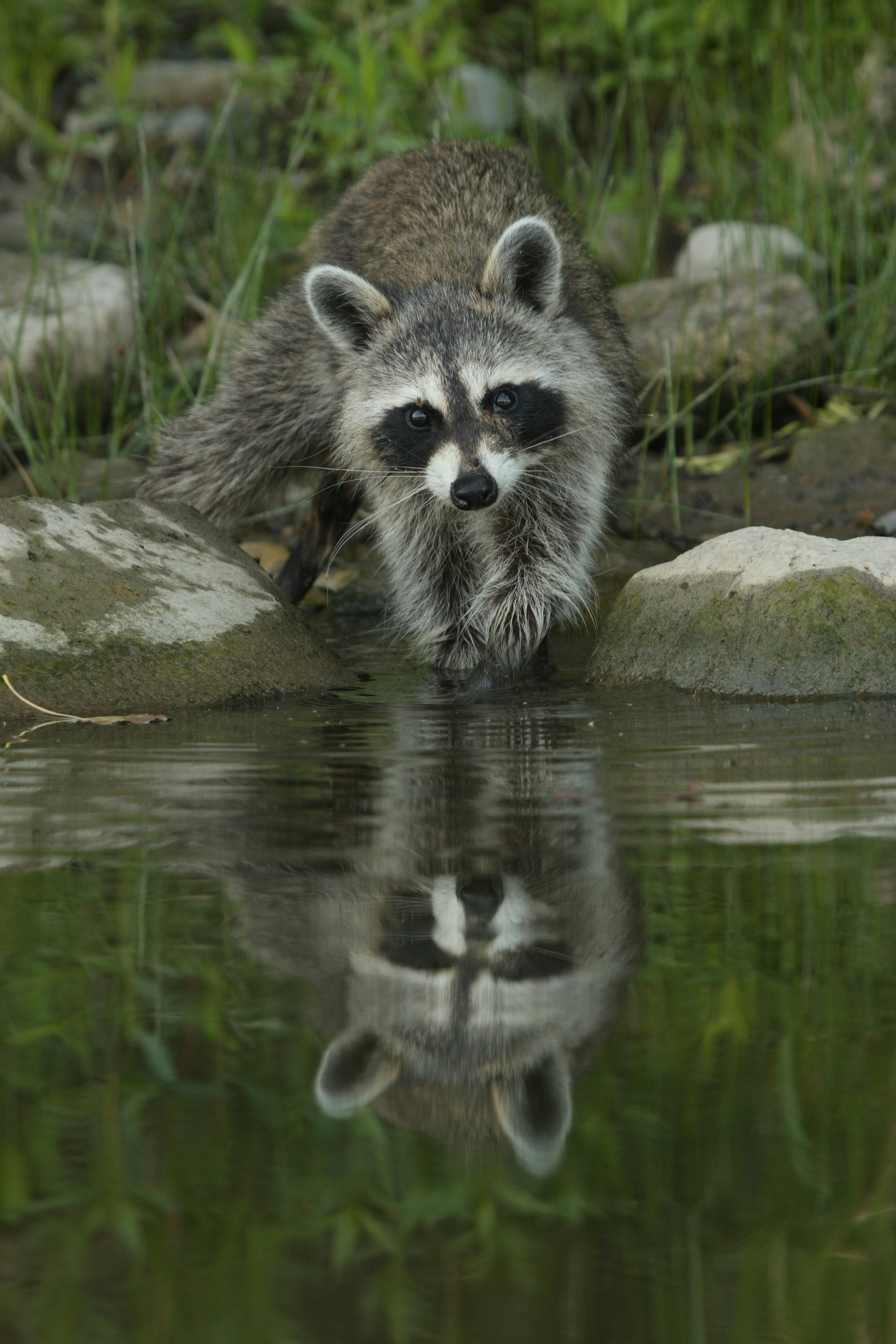 trash pandas | 24 best free trash panda, raccoon, animal and mammal ...