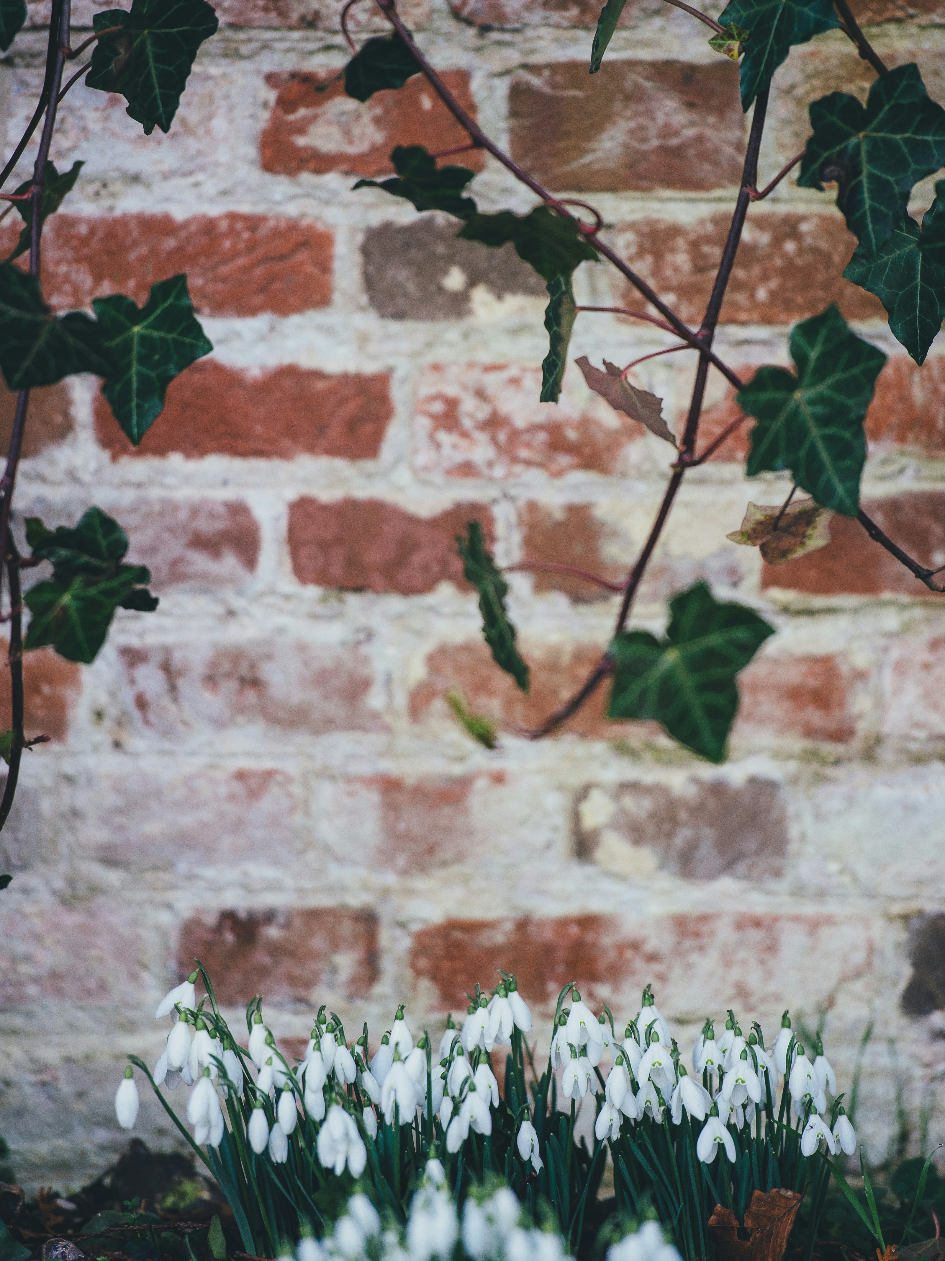 Delicate snowdrops bloom at the base of a textured brick wall, intertwined with ivy. The subtle colors evoke a serene early spring atmosphere.