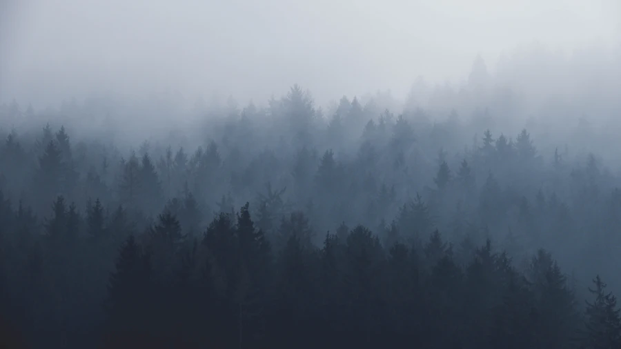Dark evergreen treetops fade into blue-gray fog beneath a pale sky. Soft atmospheric layers create a quiet, moody woodland scene.