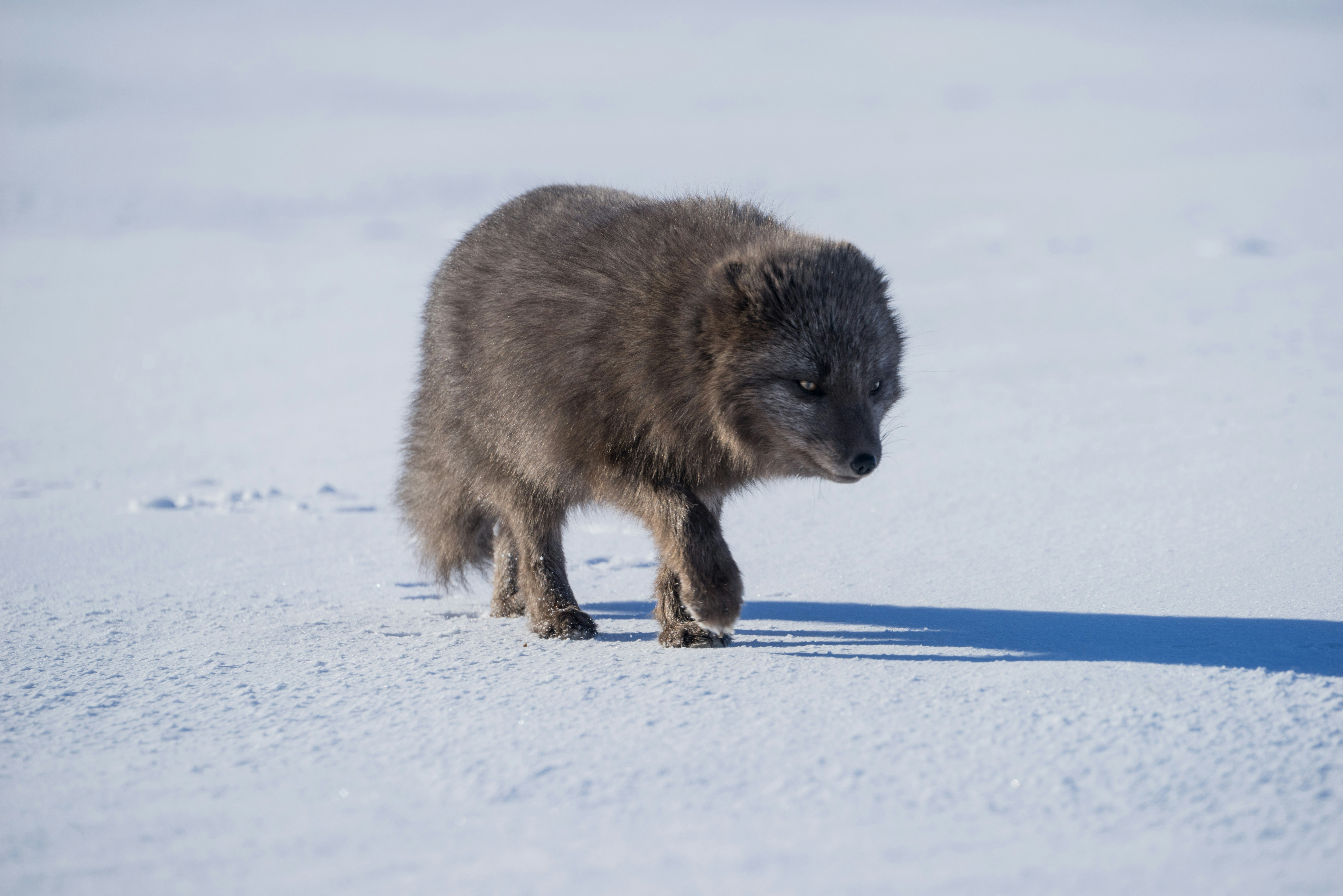 Baby Gray Wolves In Snow