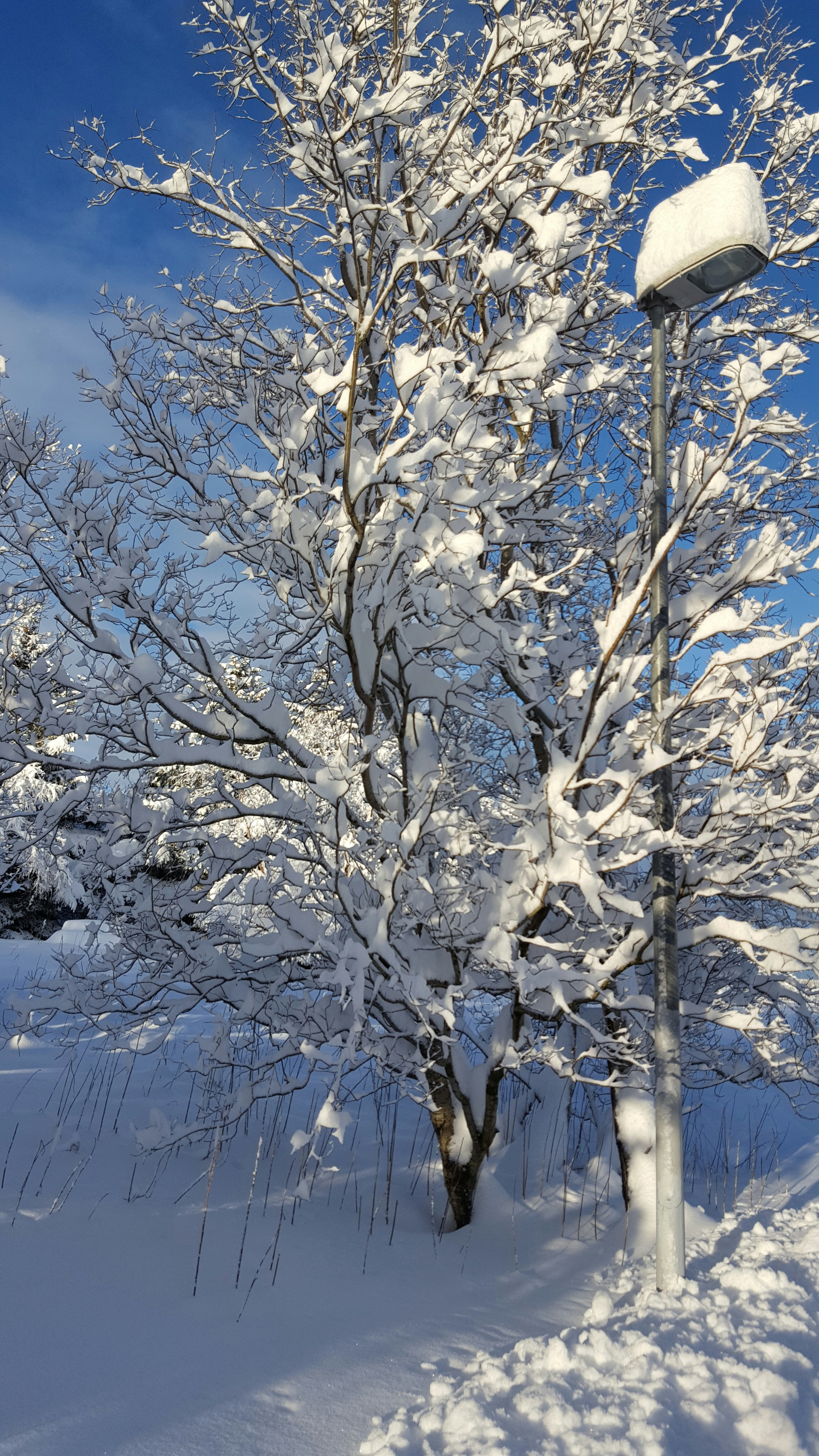 51cm of snow in few hours | 10 best free snow, iceland, reykjavík and ...