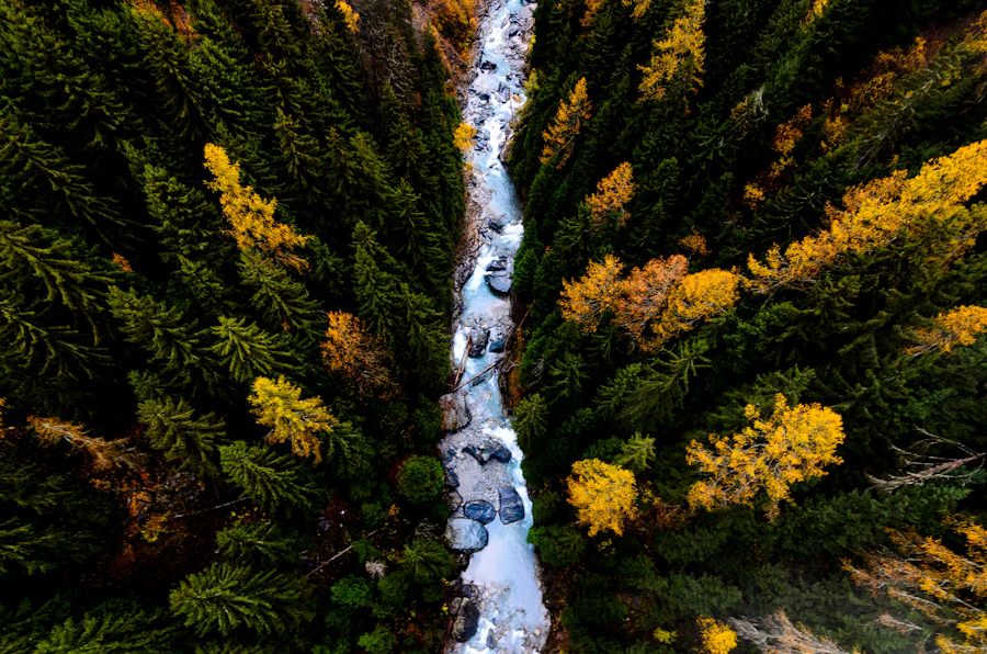 Aerial view of a narrow river slicing through a dense forest of evergreen trees with autumn foliage, showcasing a winding white-water corridor.