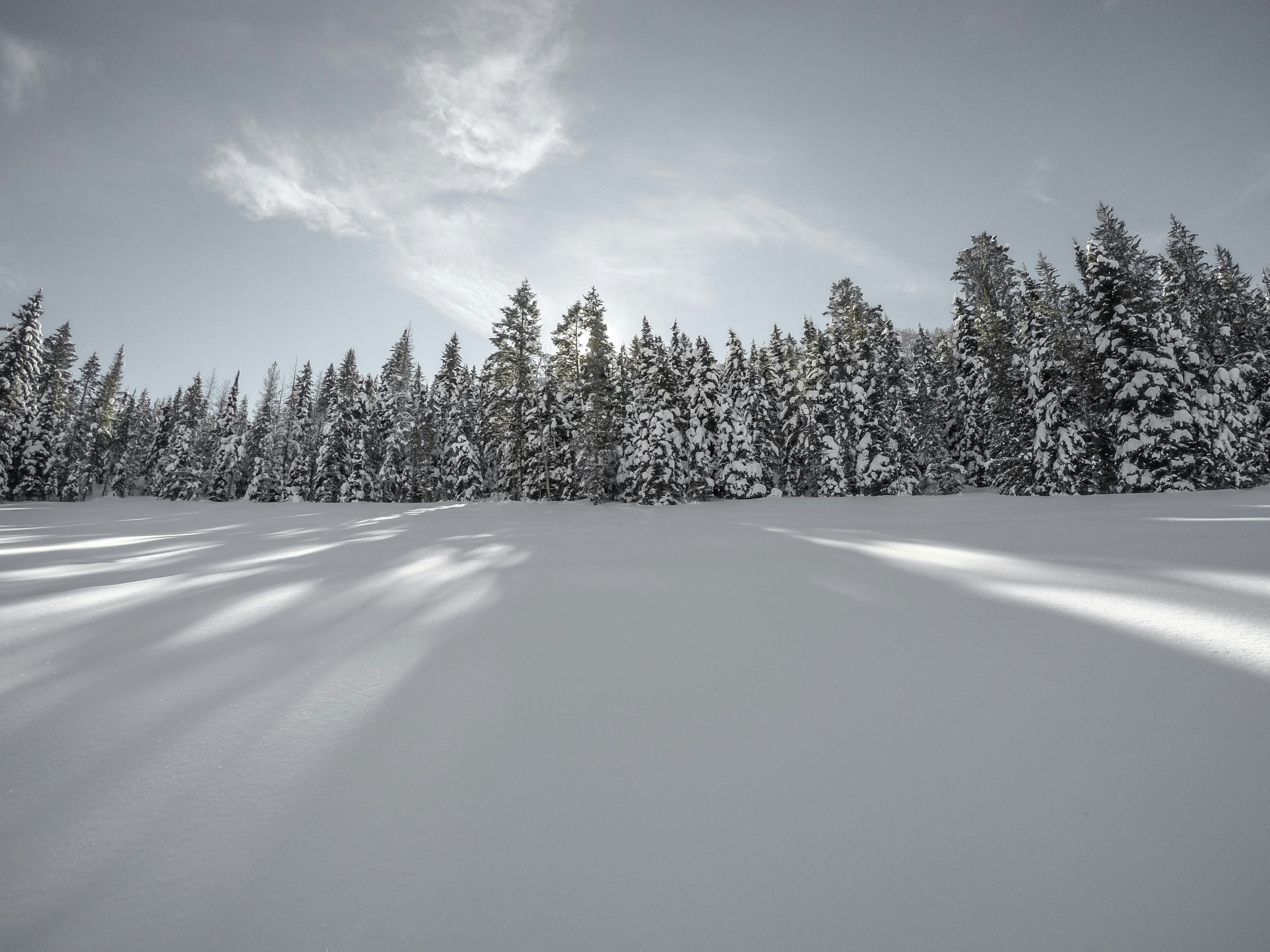 Snow-covered landscape with tall evergreen trees standing majestically against a soft gray sky. Shadows stretch across the pristine snow.