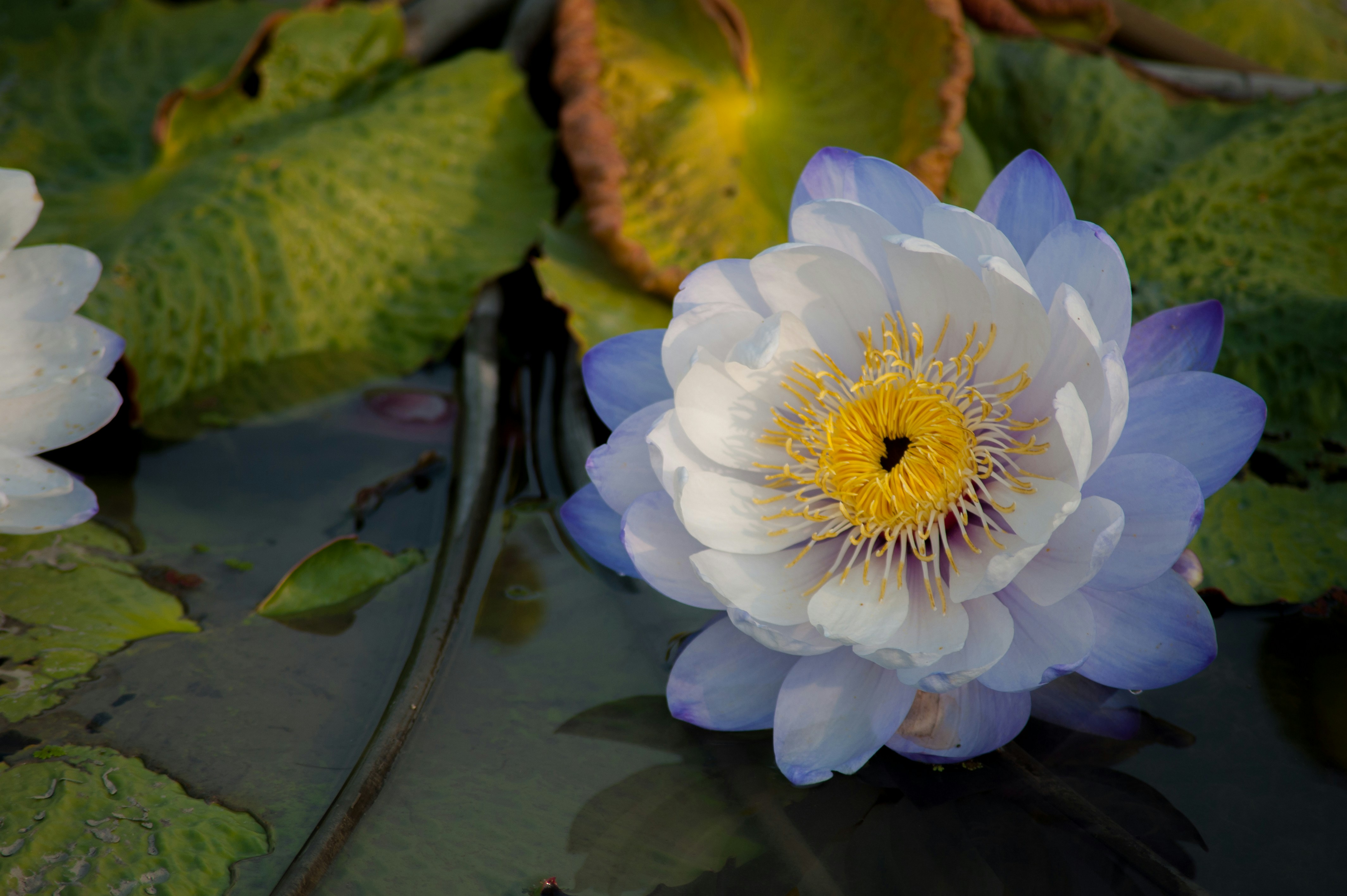 Timothy Ries (@wacowacko) | Communauté photos Unsplash