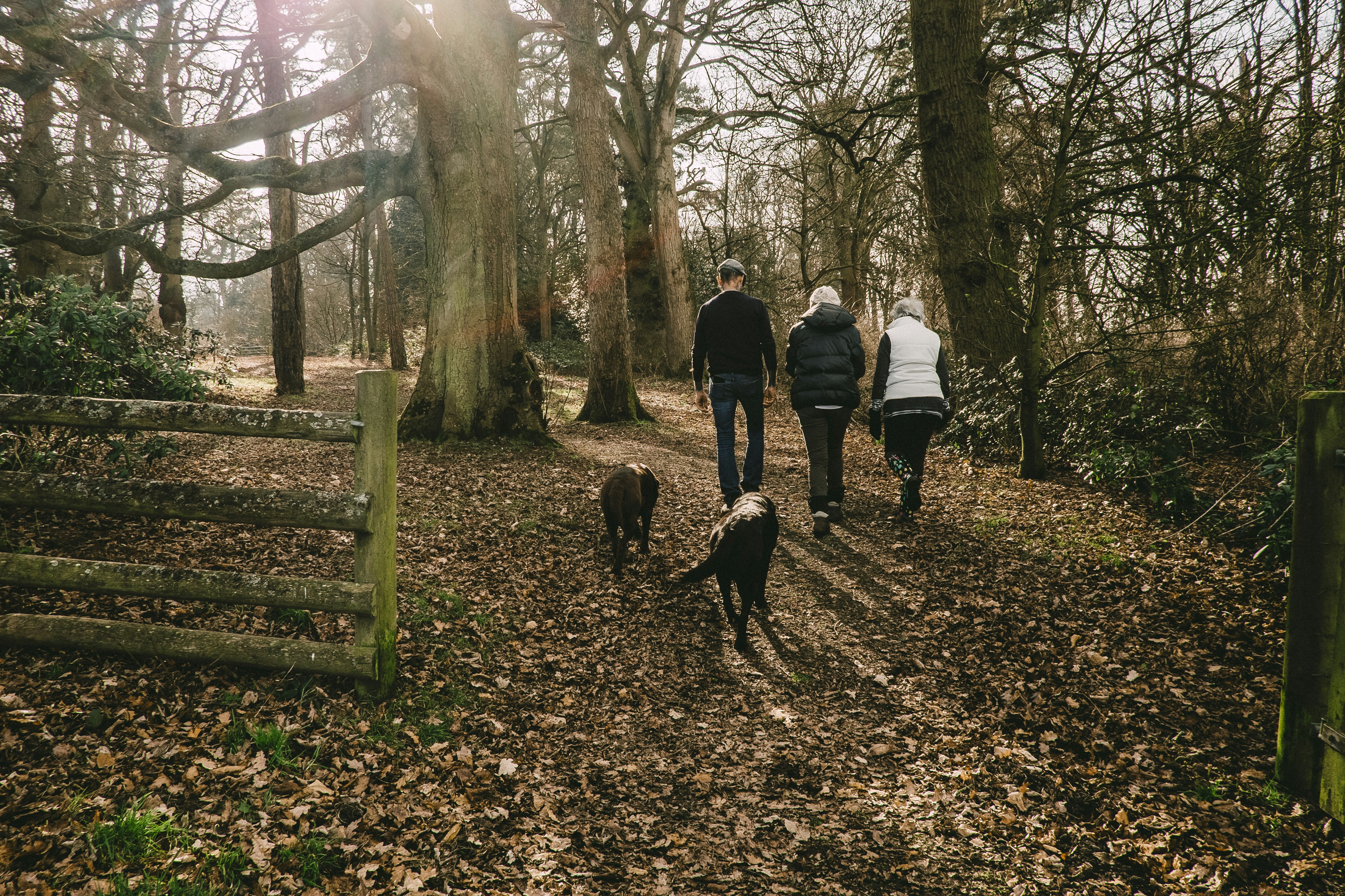 Two people and two dogs walking along a sunlit forest path, surrounded by tall trees and fallen leaves.