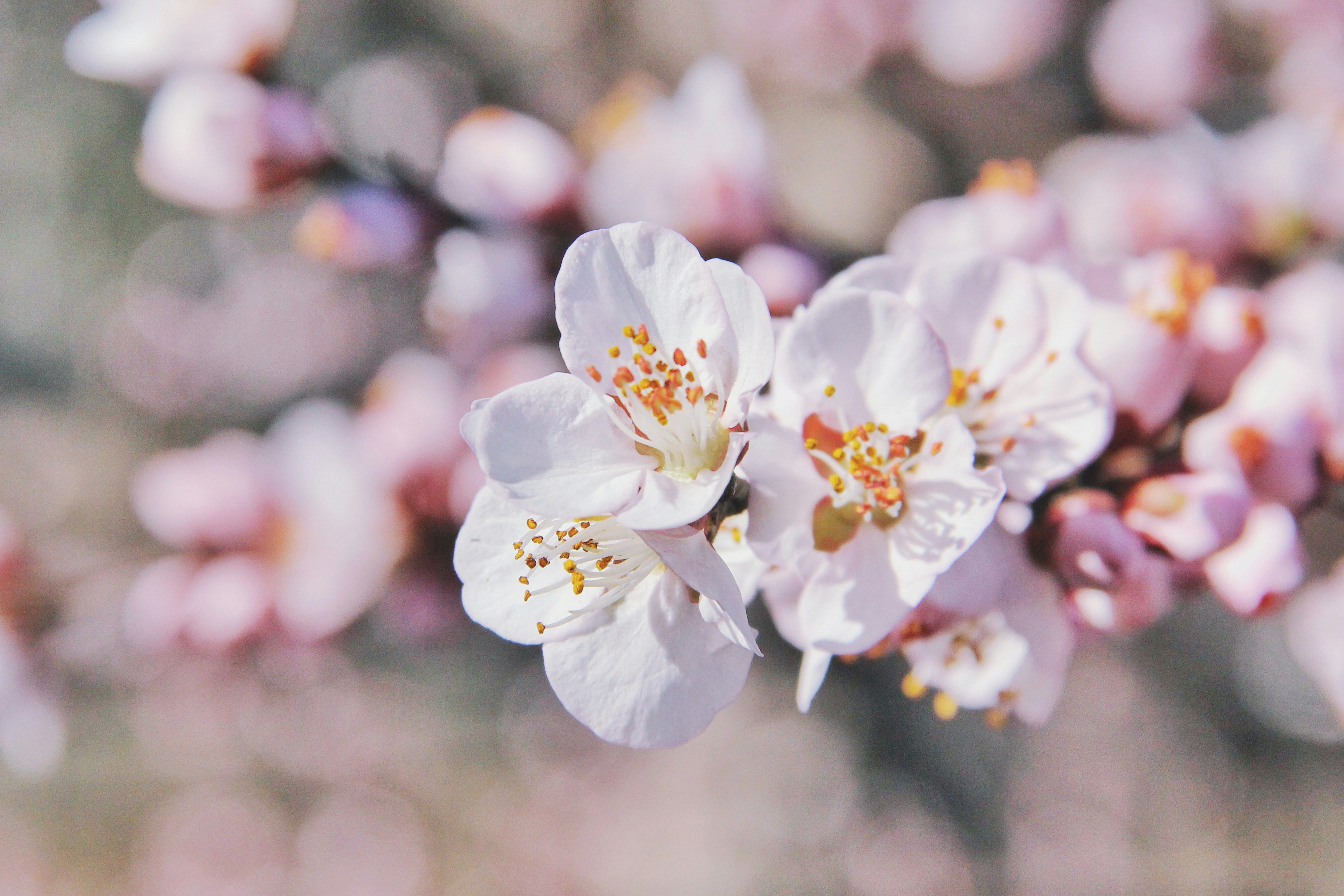 Pink and white blossoms in sharp focus against a blurred background.