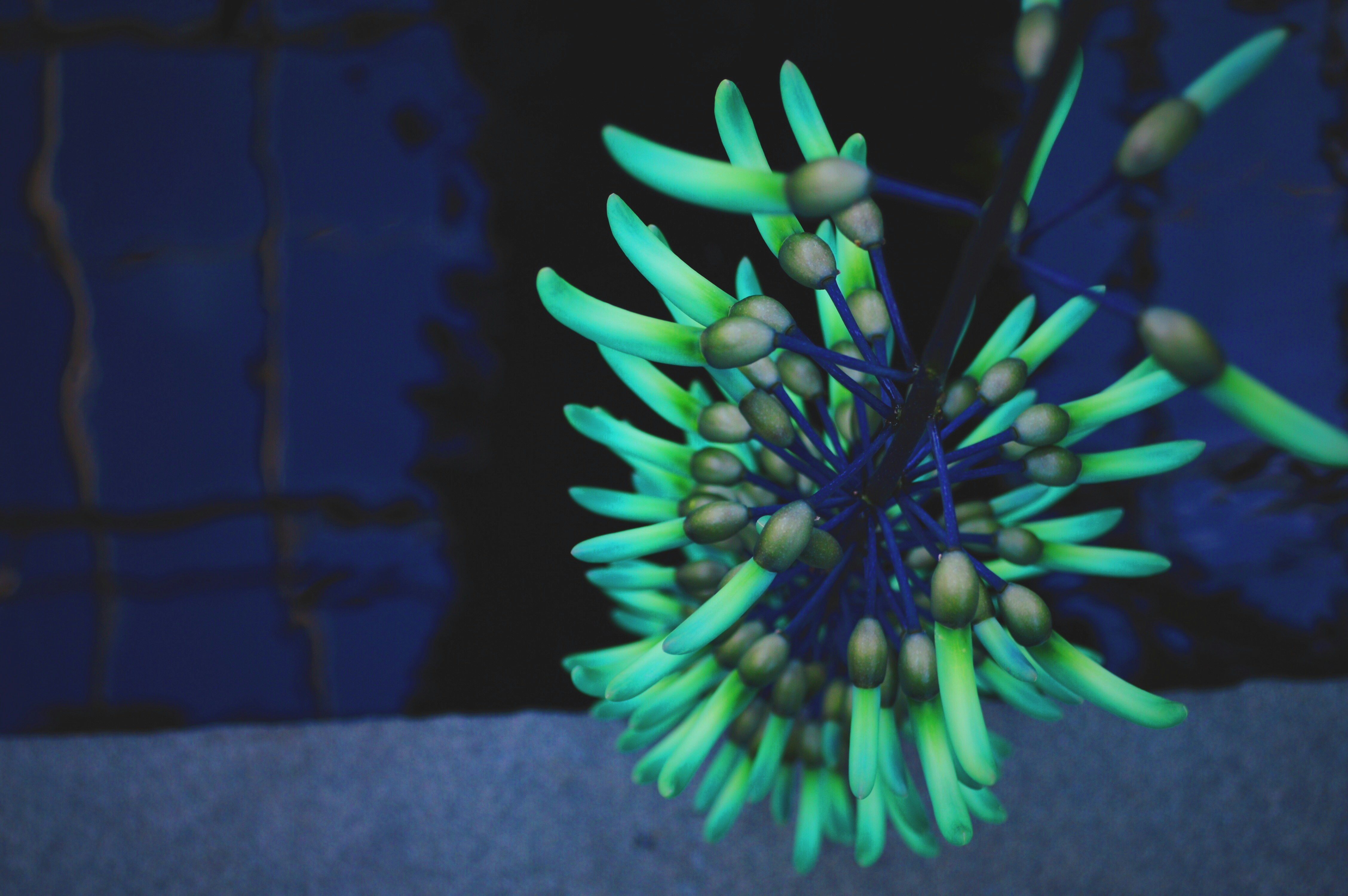 greenery | 4 best free greenery, united state, new york and leafe ...